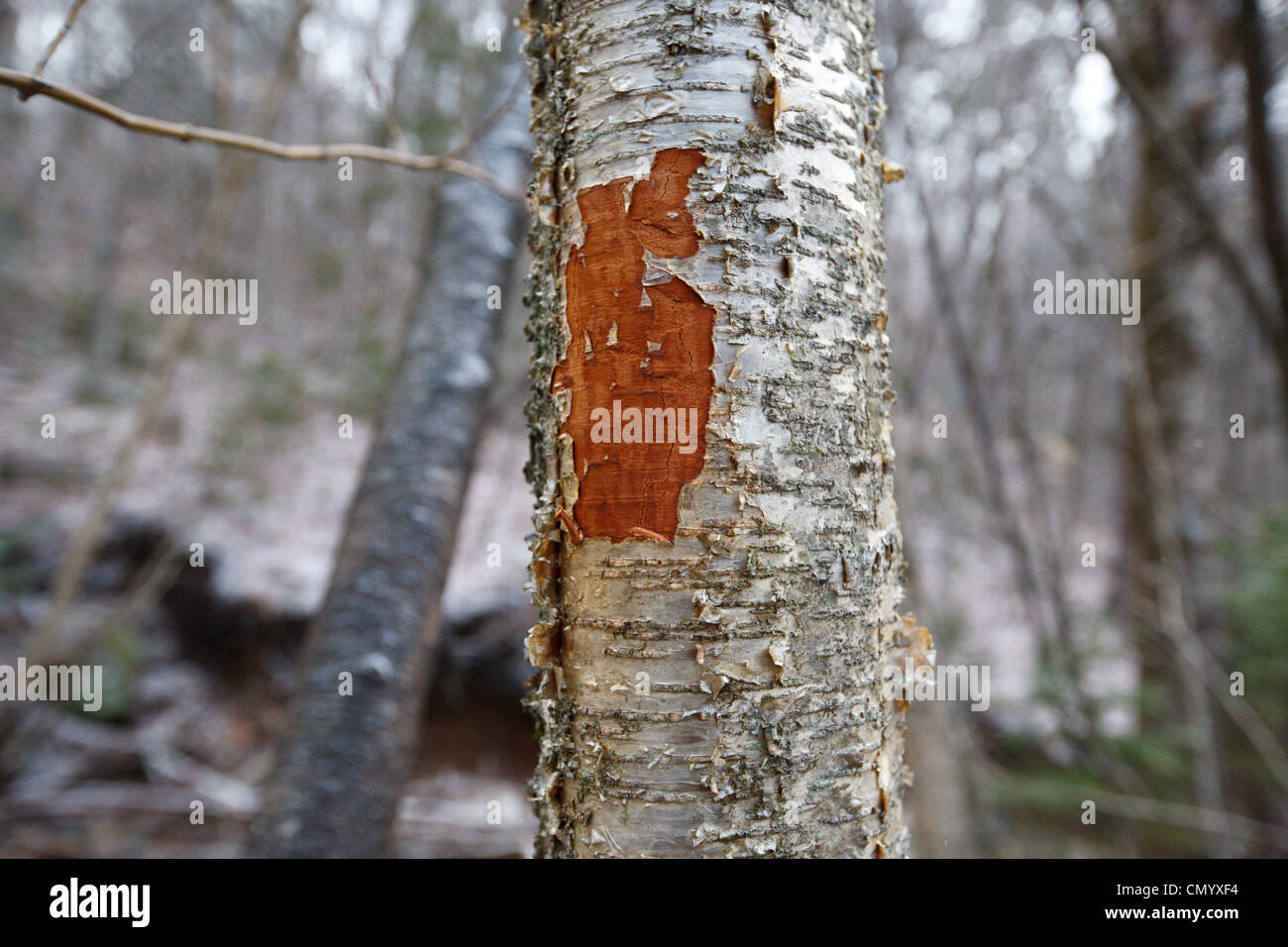 Blazing a new path hi-res stock photography and images - Alamy