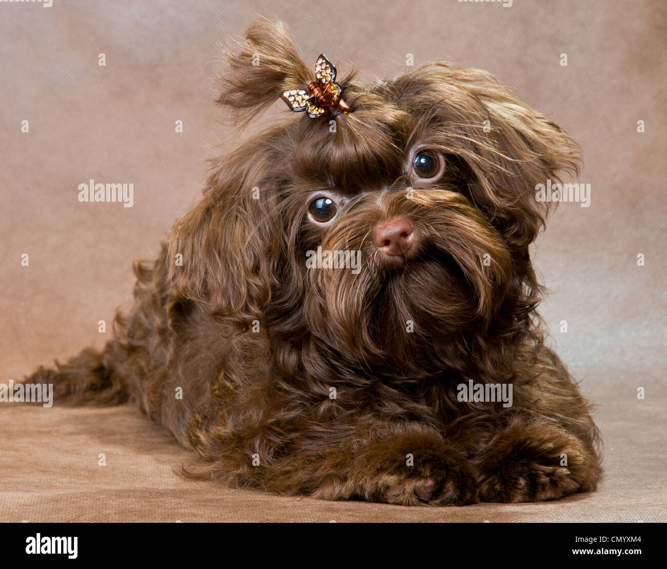 Bolonka zwetna in studio Stock Photo - Alamy