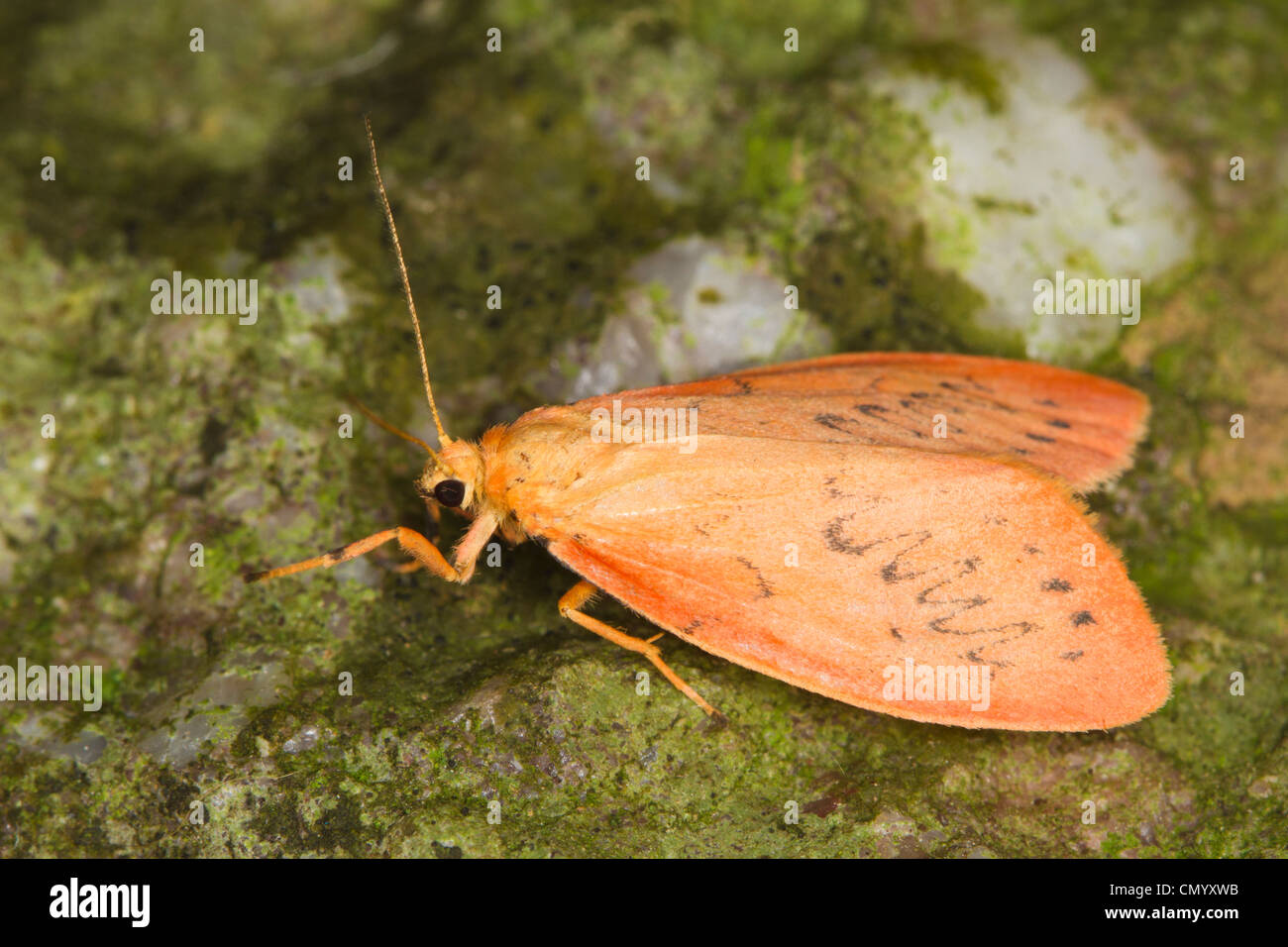 Rosy footman moth hi-res stock photography and images - Alamy