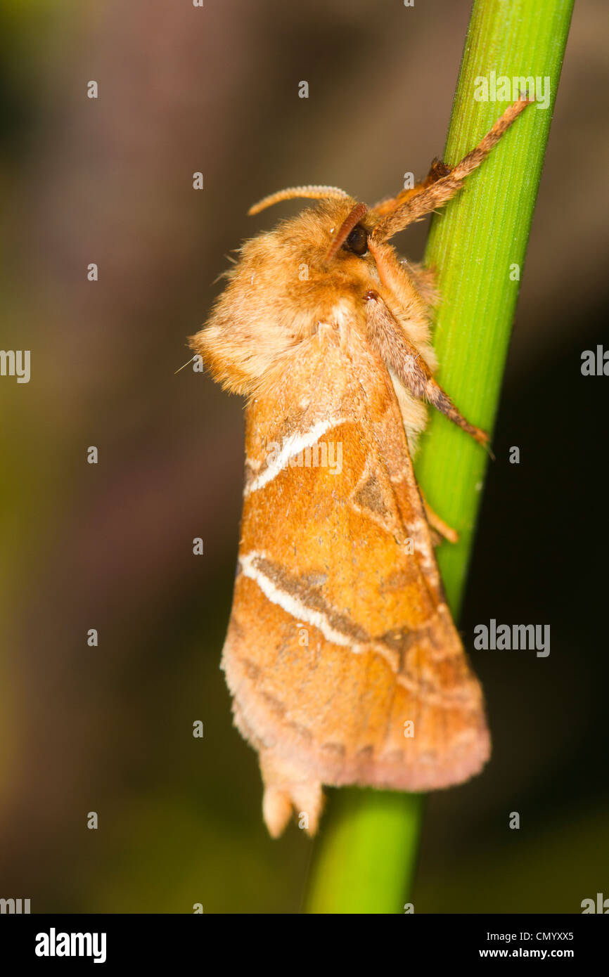 Orange swift moth hi-res stock photography and images - Alamy