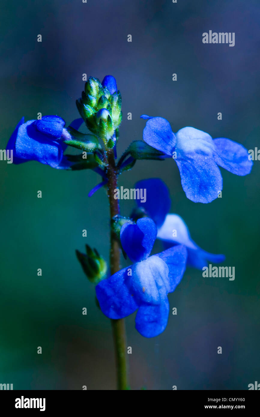 Bloom and wild flower hi-res stock photography and images - Alamy