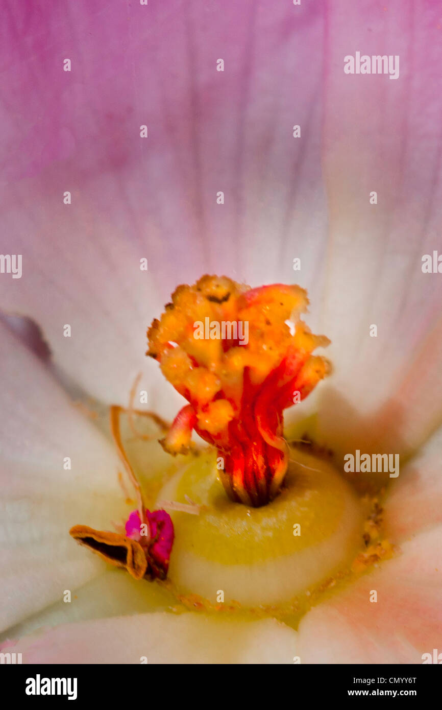 Macro of Flower stamen Stock Photo - Alamy