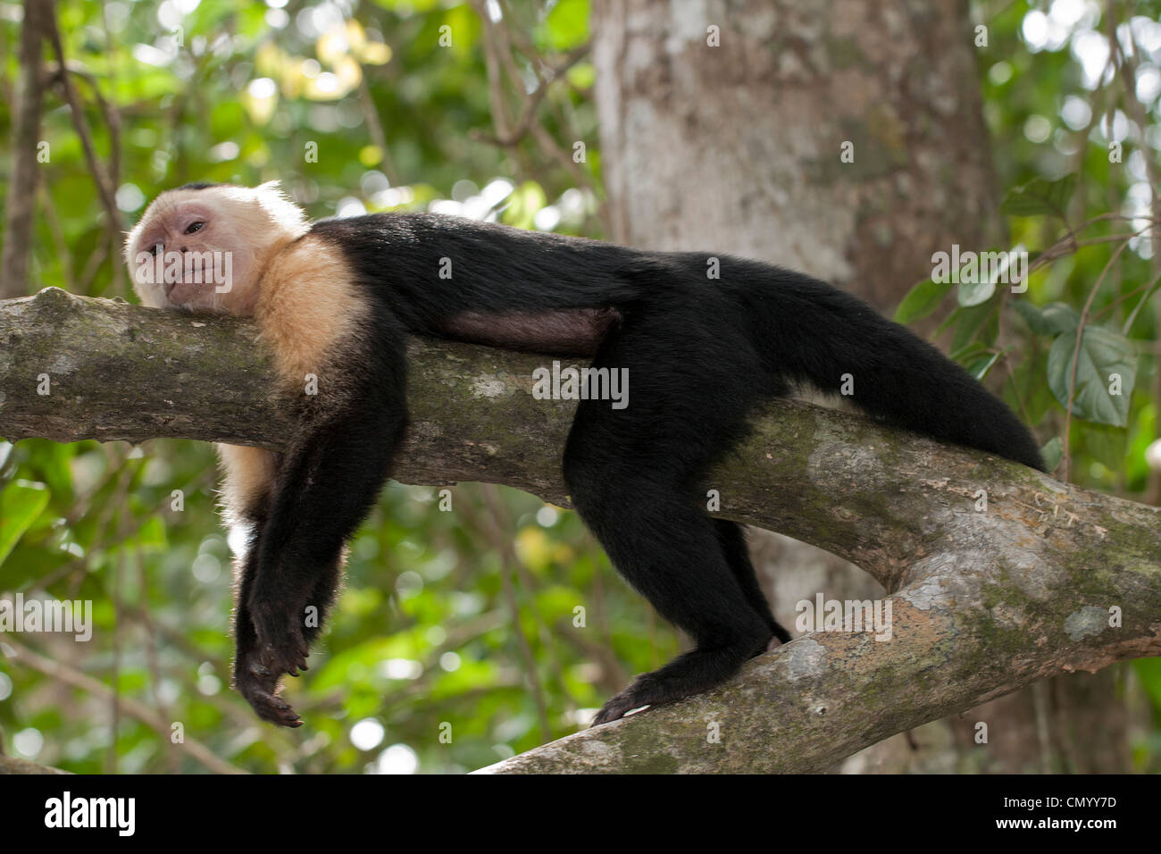 White faced capuchin cebus capucinus hi-res stock photography and ...