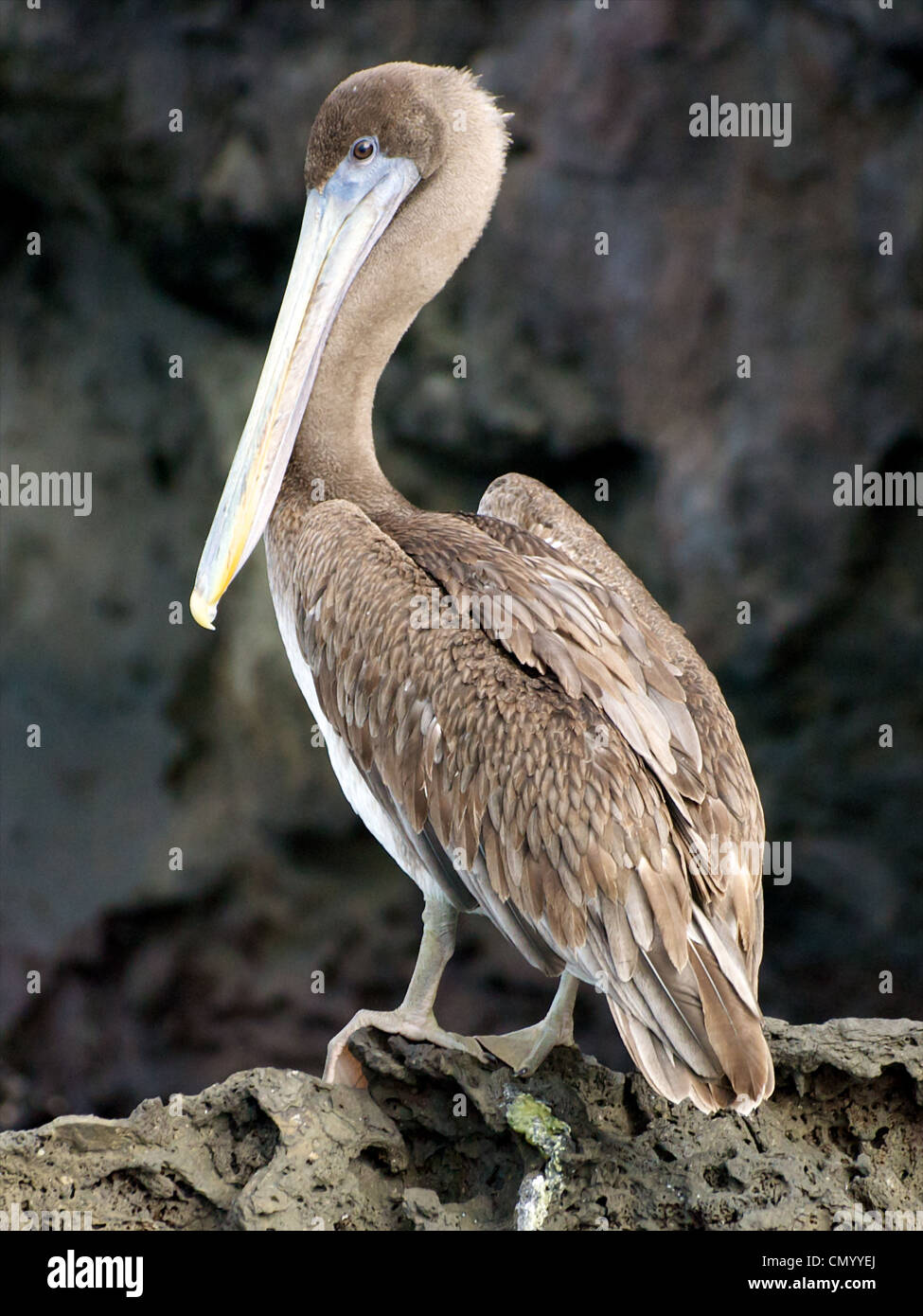 Galapagos wildlife hi-res stock photography and images - Alamy