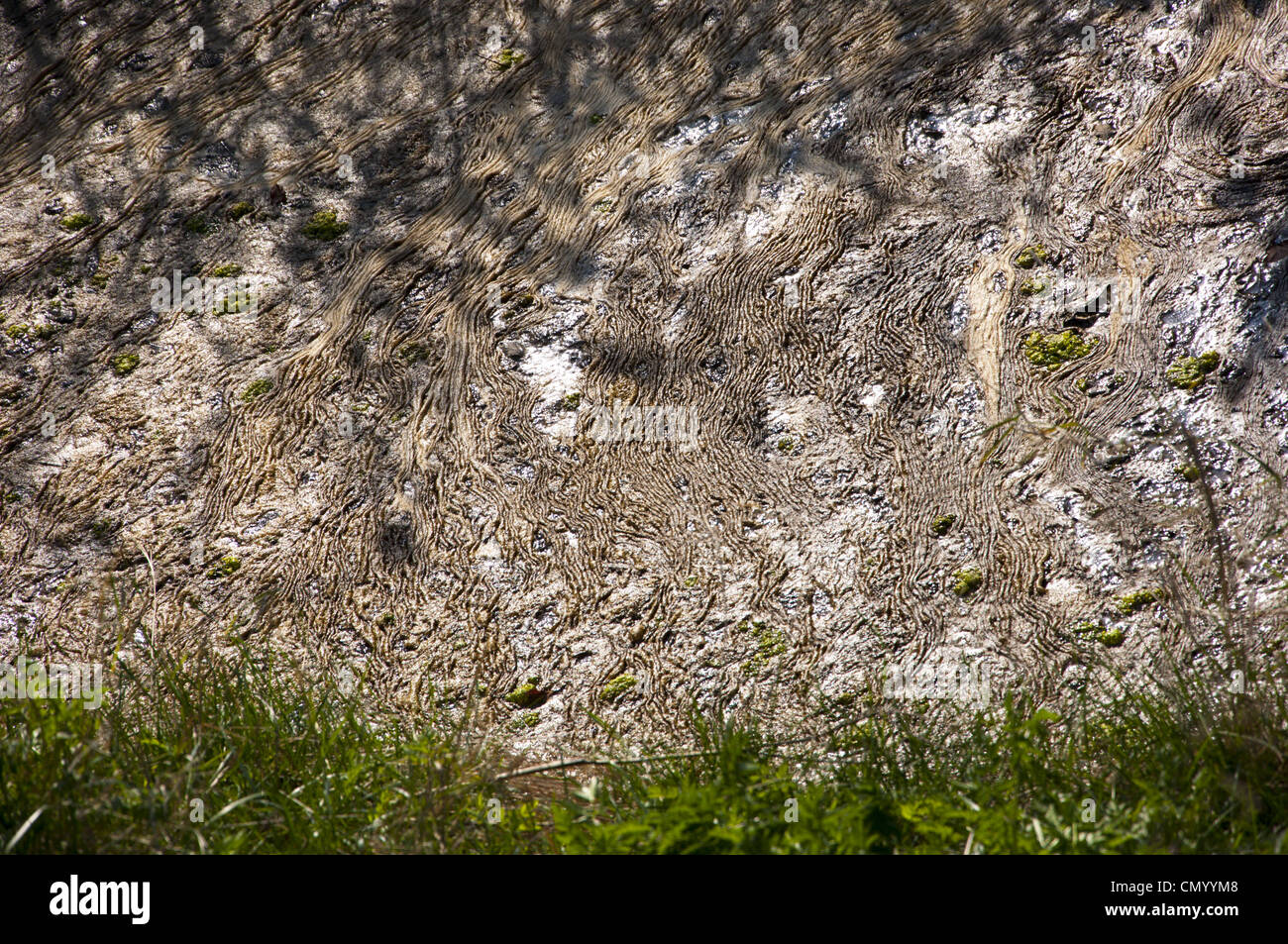 Algae algal mat in stream of drainage ditch Stock Photo - Alamy