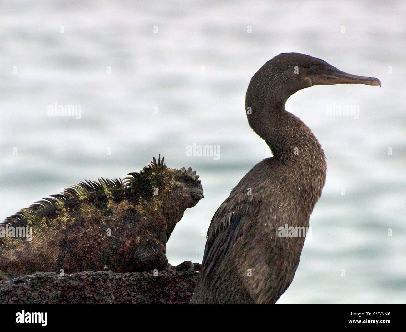 Ecuador flora and fauna Stock Photo - Alamy