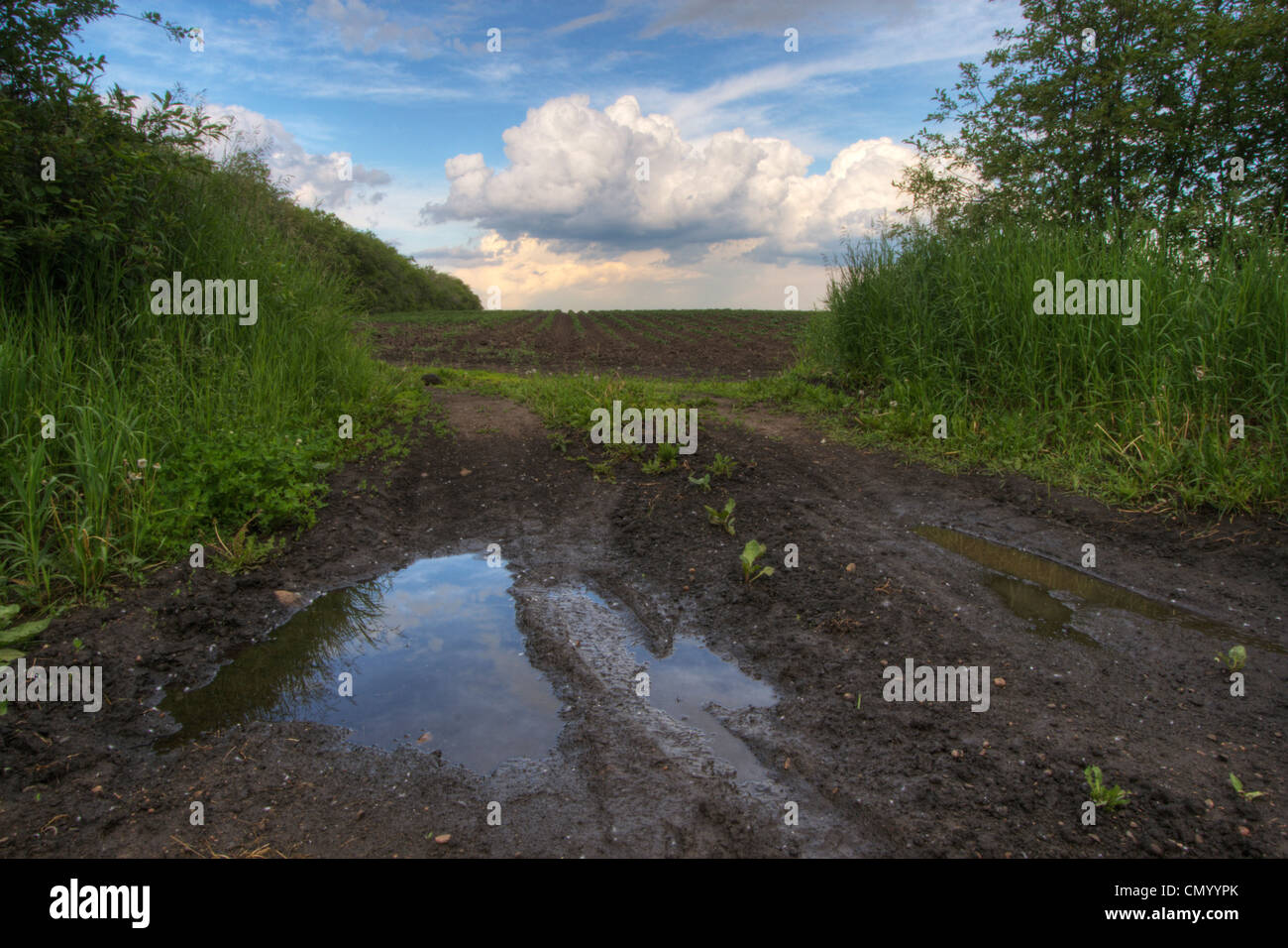 Muddy Potato Field on a Farm in Summer, near Horsehills, Alberta Stock ...