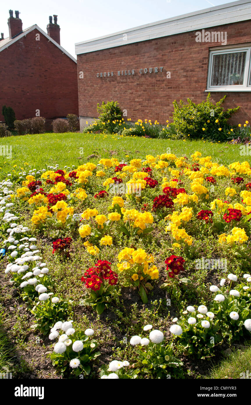 Kippax in bloom Stock Photo - Alamy