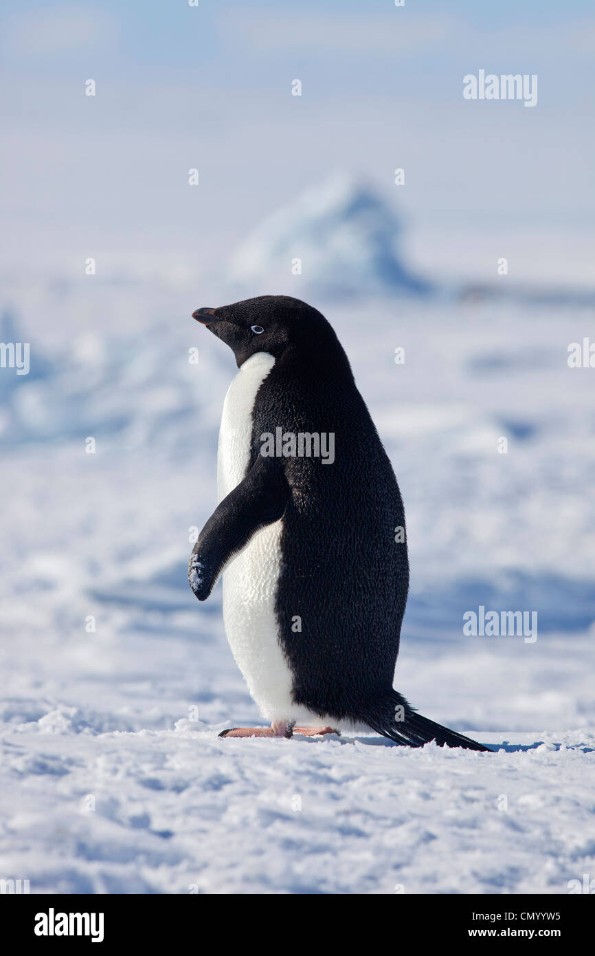 Lone Adelie Penguin Stock Photo - Alamy