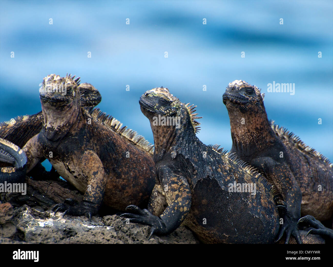 Ecuador reptiles hi-res stock photography and images - Alamy