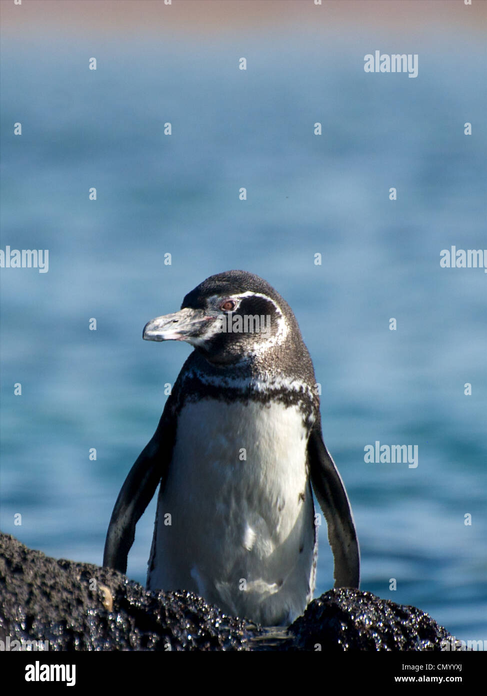 Galapagos penguin on islands hi-res stock photography and images - Alamy