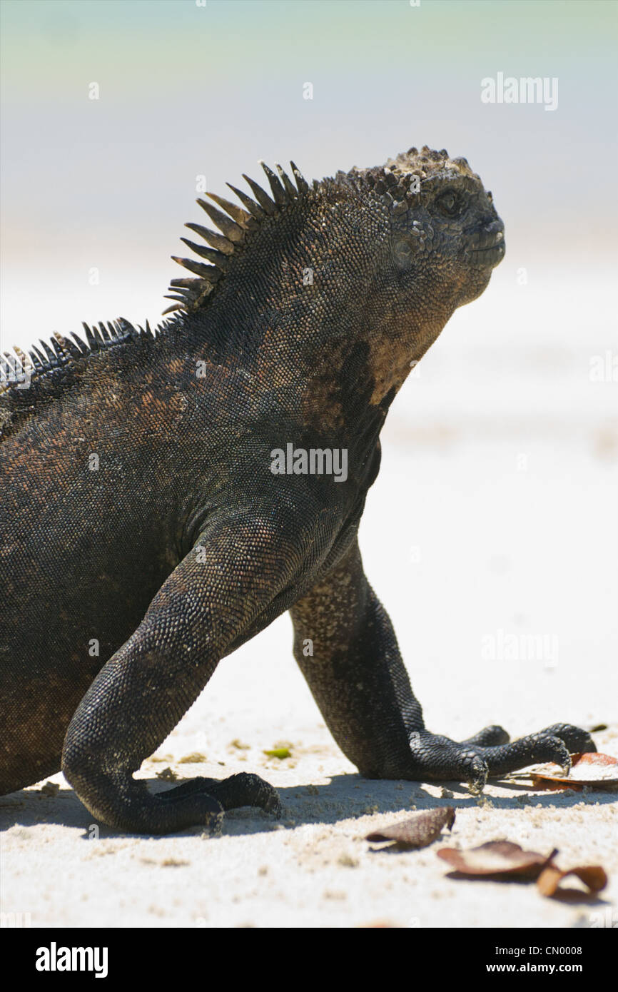 Ecuador flora hi-res stock photography and images - Alamy