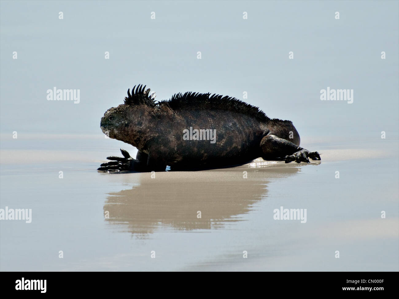 Ecuador flora and fauna Stock Photo - Alamy