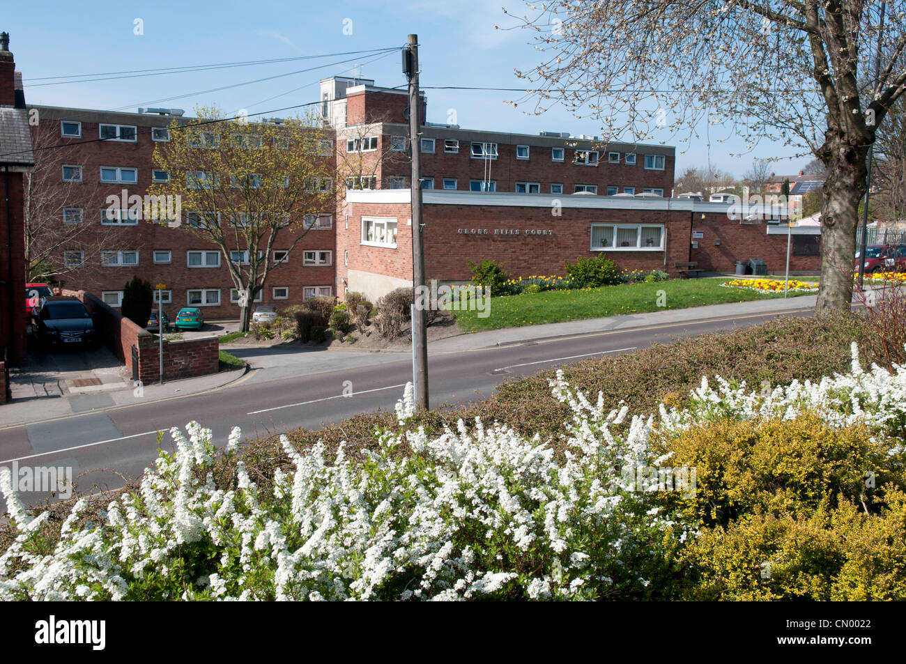 Kippax in bloom Stock Photo - Alamy