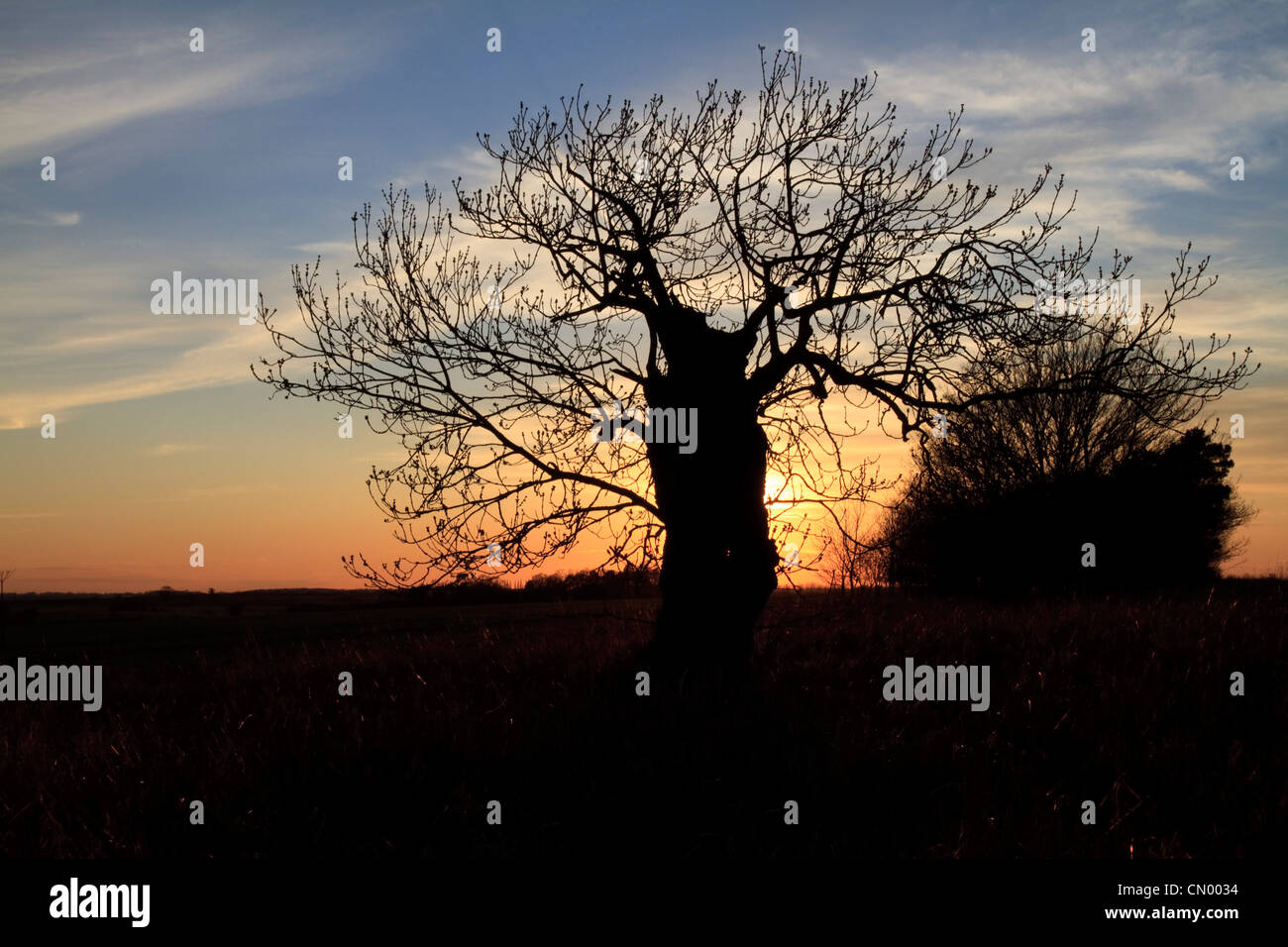 Silhouette tree sundown hi-res stock photography and images - Alamy