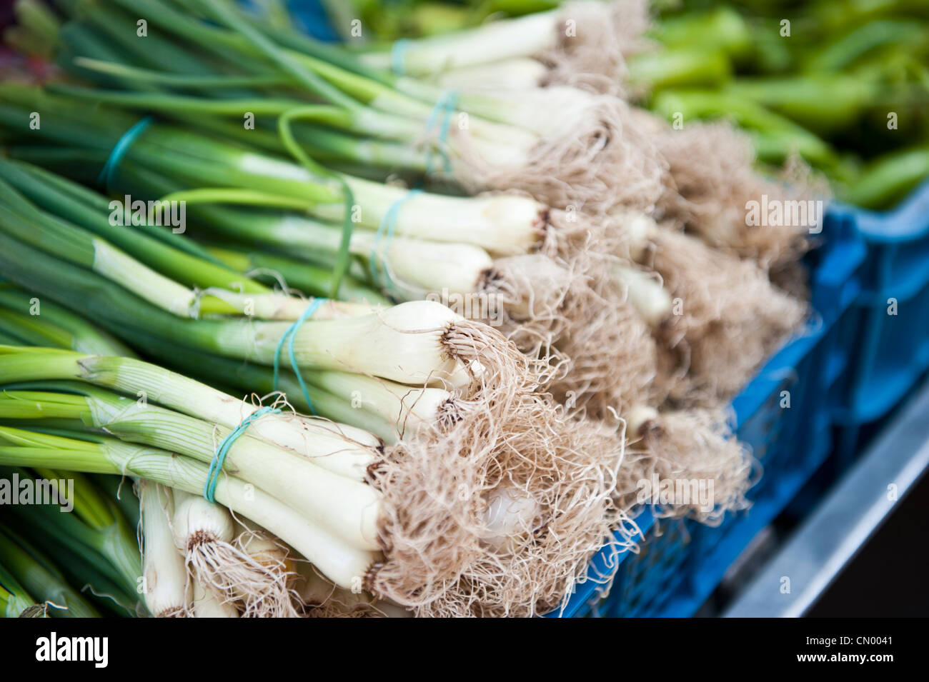 Fresh green onions Stock Photo - Alamy