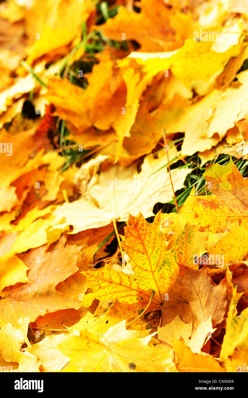 Fallen maple leaves, may be used as background Stock Photo - Alamy
