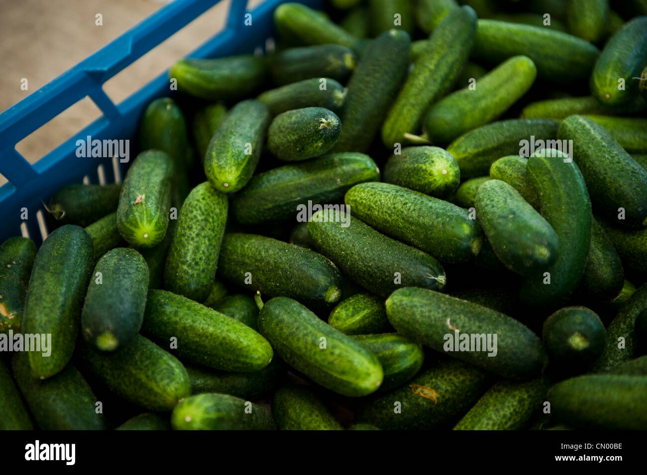 English cucumber cucumbers hi-res stock photography and images - Alamy