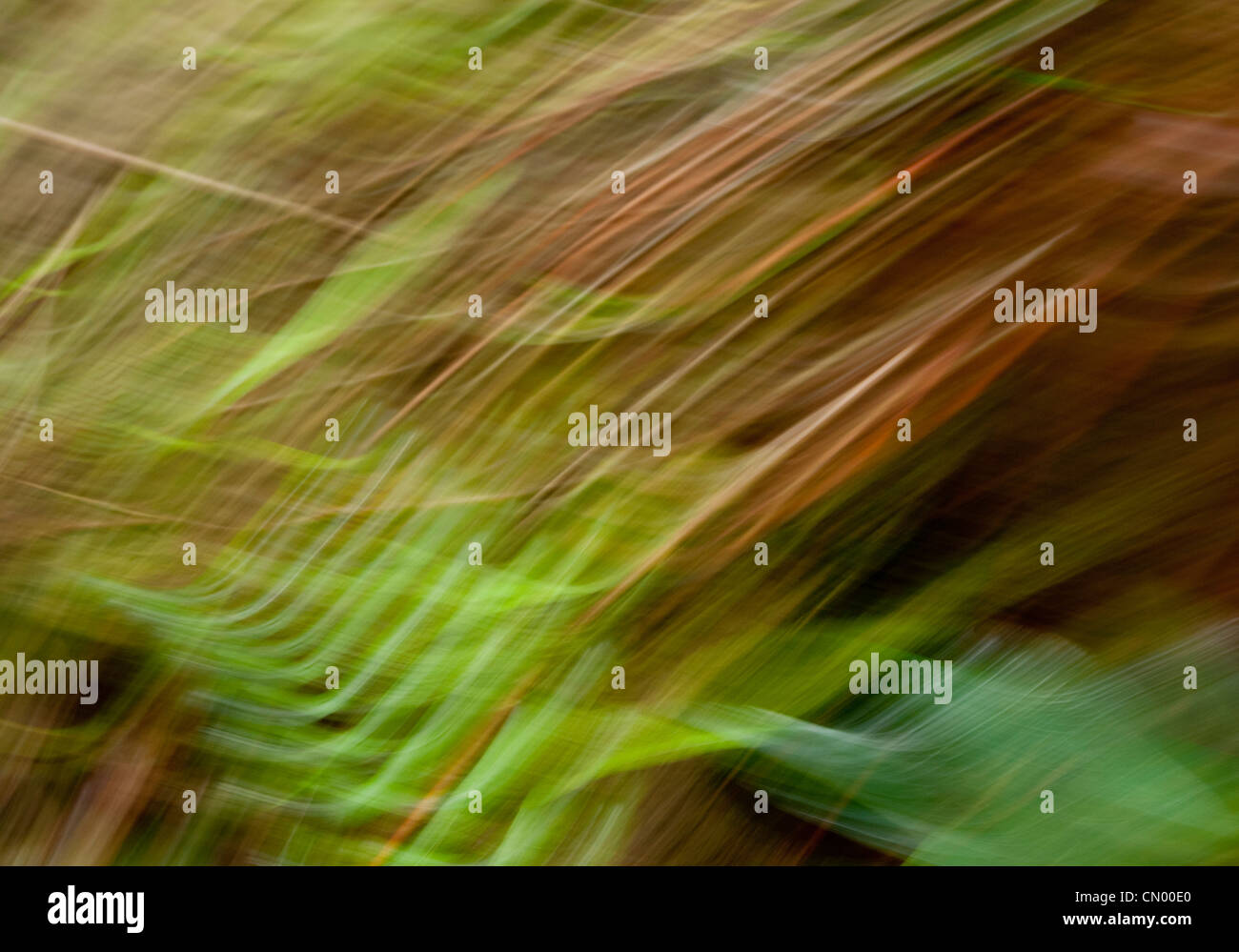 An abstract image of a Sierra Palm tree's roots in the Yunque Rain ...