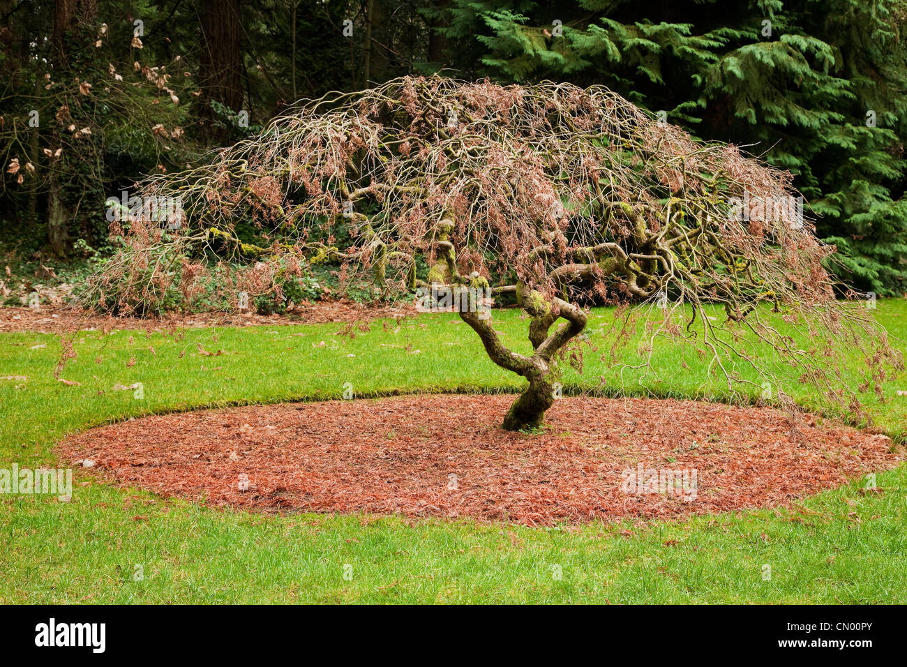 Japanese maple tree grotto gardens, Portland Oregon Stock Photo - Alamy
