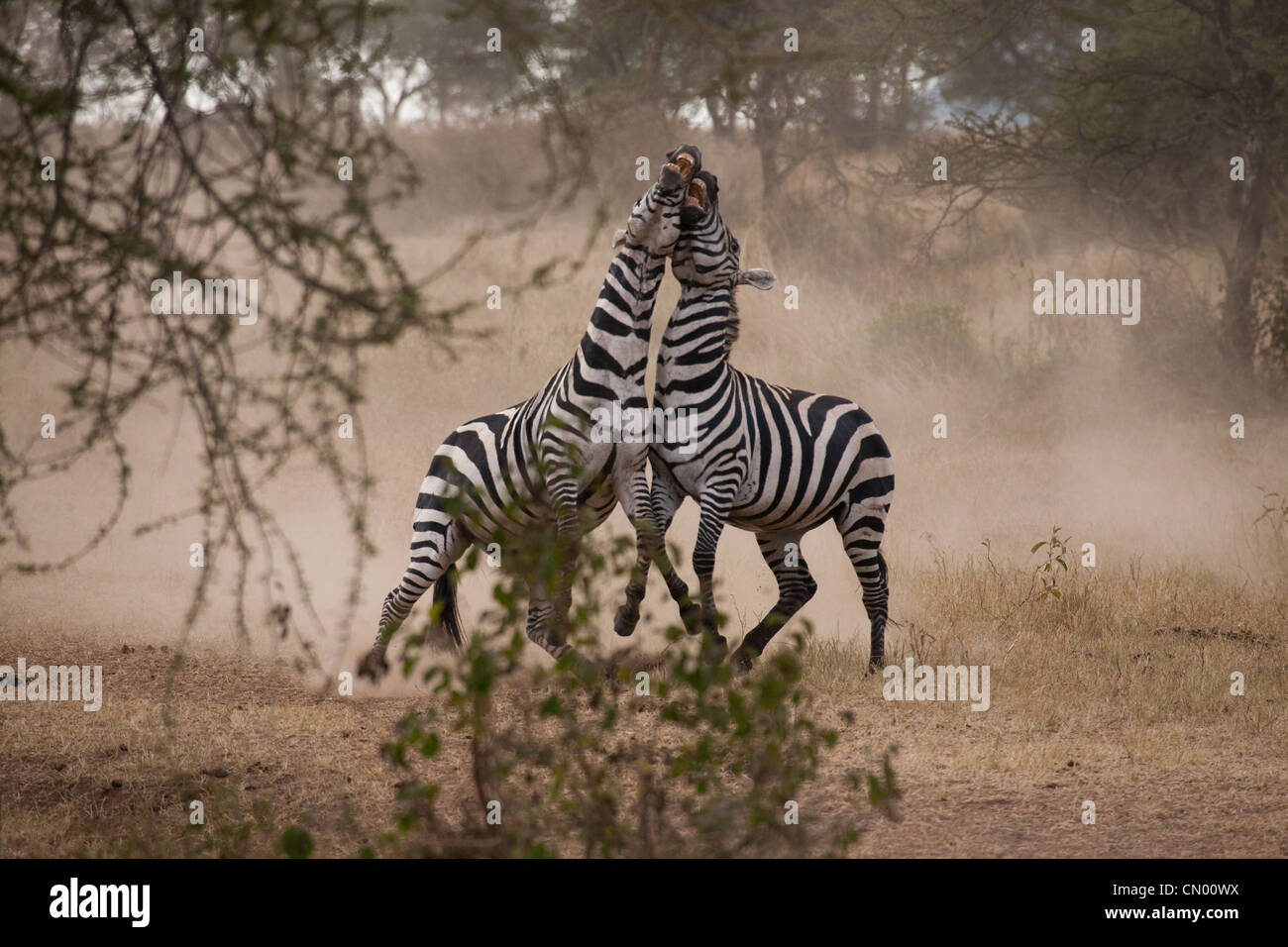 Two Fighting Zebras in a dust cloud in Tanzania Stock Photo - Alamy