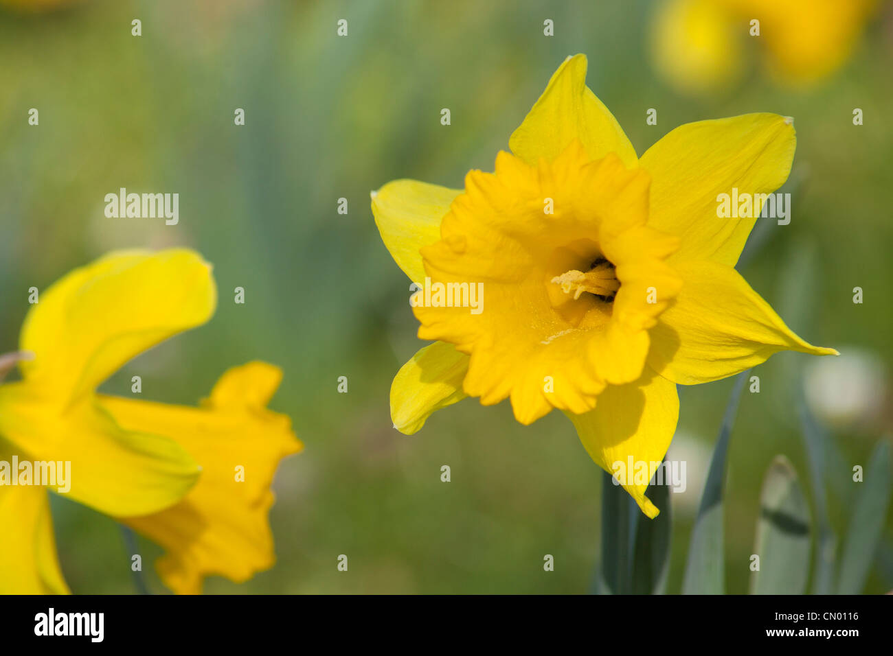 Daffs daff hi-res stock photography and images - Alamy