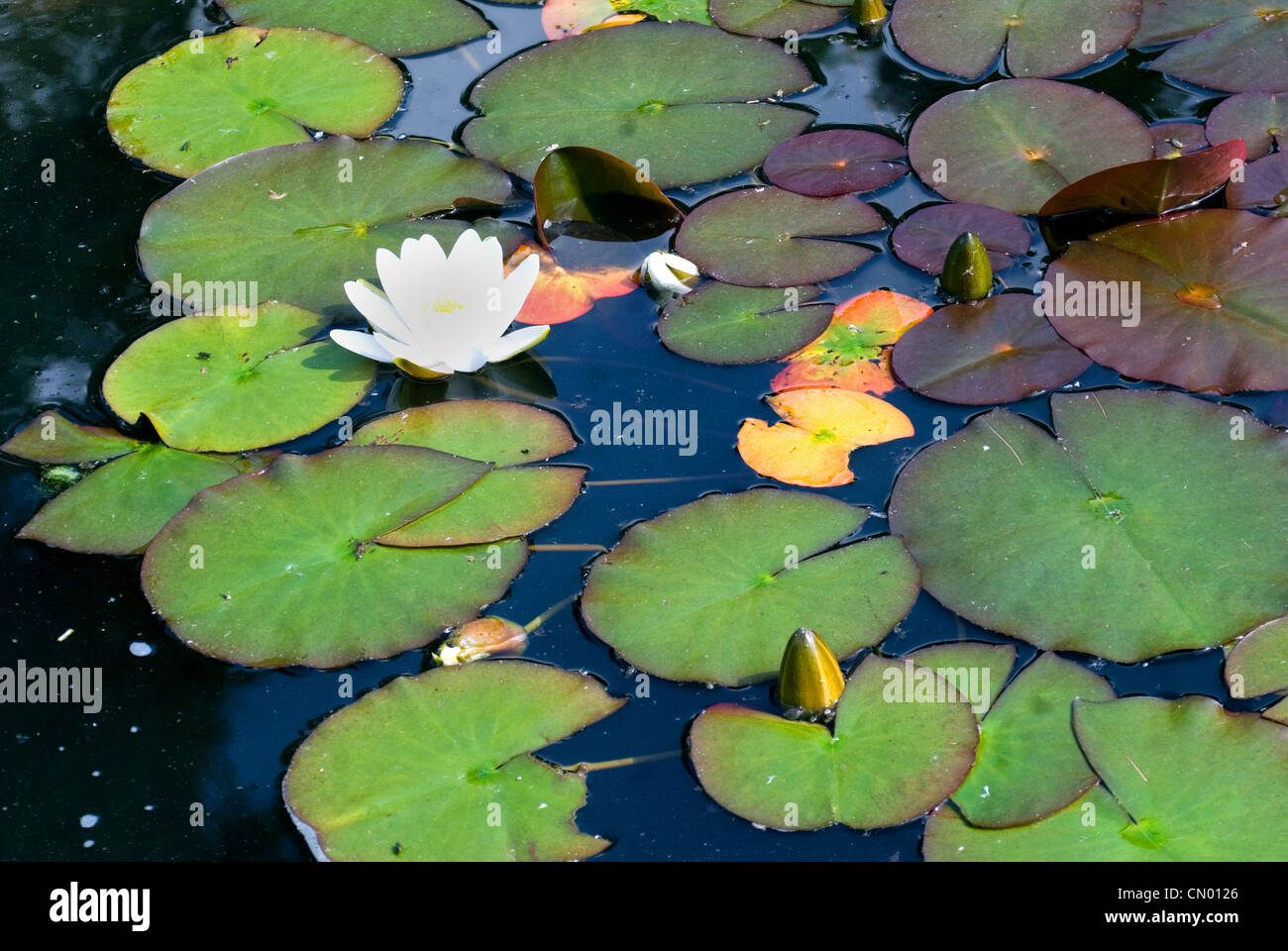 Beauty of clapham common hi-res stock photography and images - Alamy