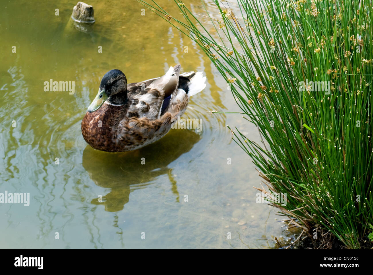 At the pond,Clapham Common Stock Photo - Alamy