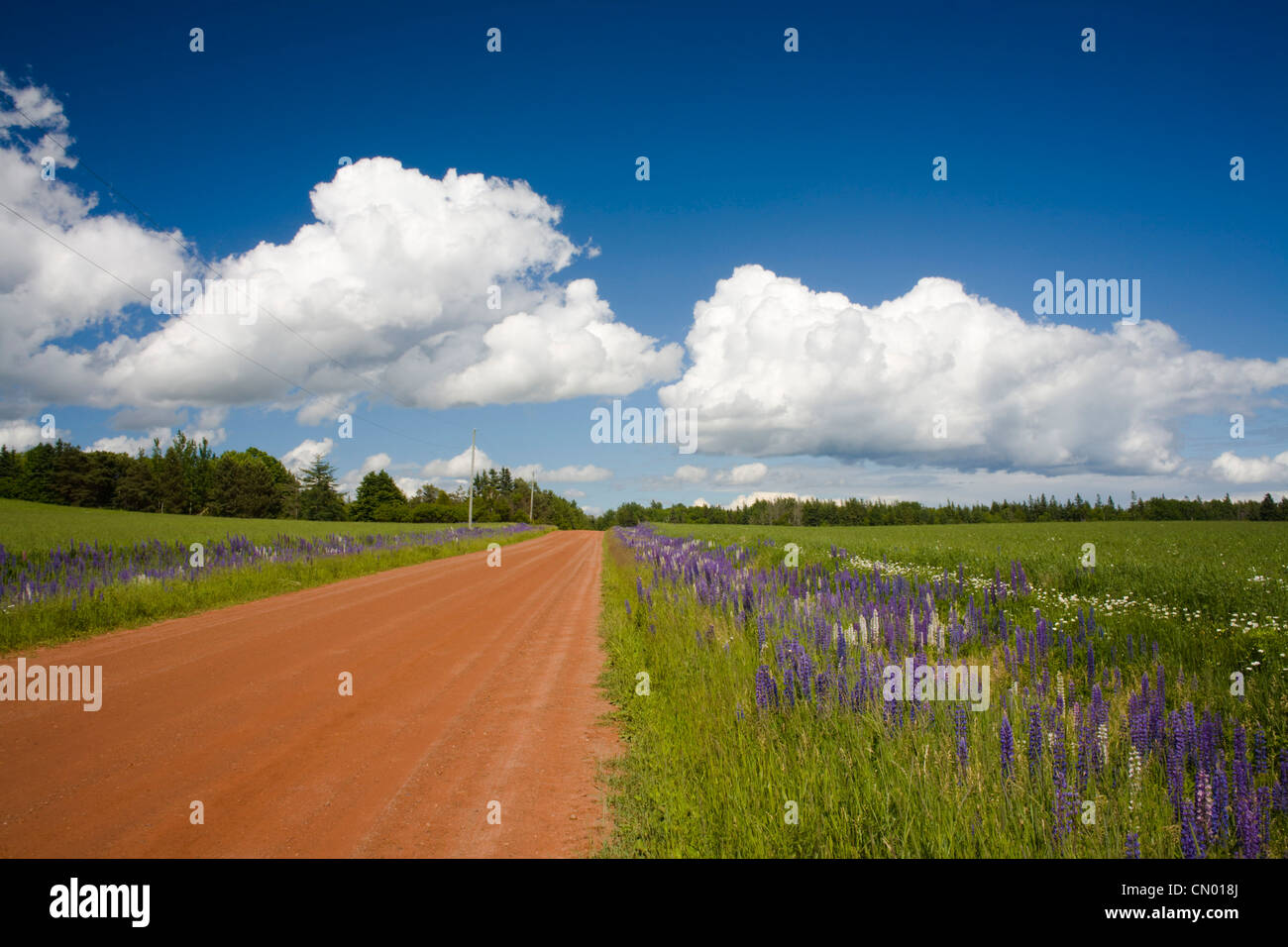 Red Clay Road and Lupines, Augustine Cove, Prince Edward Island Stock ...