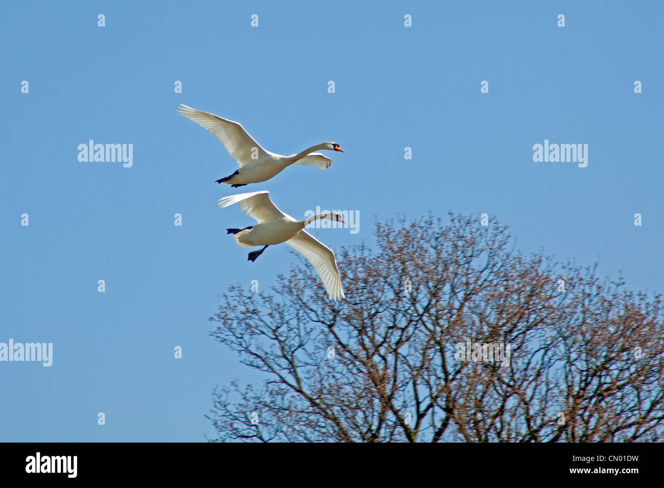 pair of swans in flight Stock Photo - Alamy