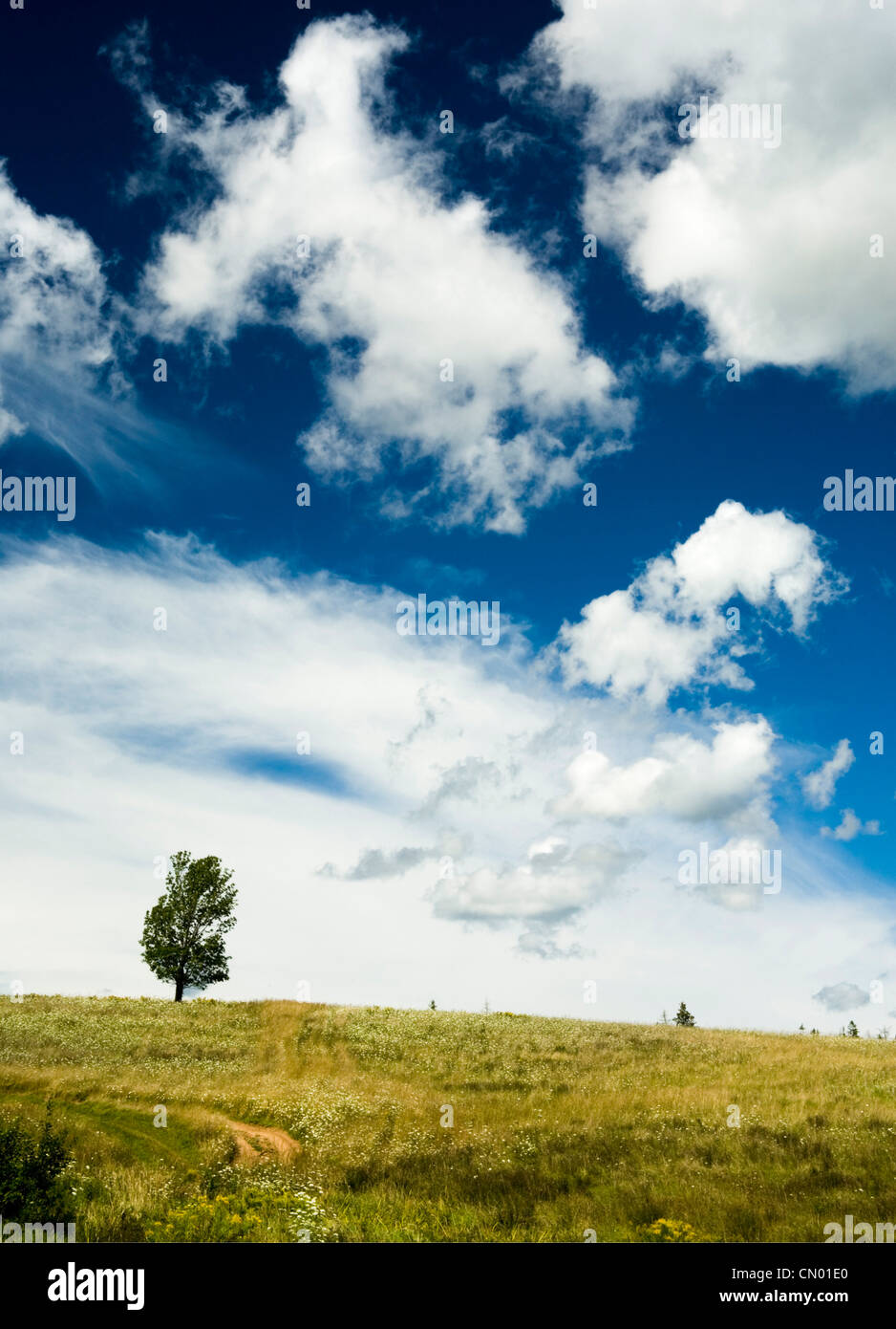 Fleeting Clouds and Lone Tree, Avondale, Nova Scotia Stock Photo - Alamy