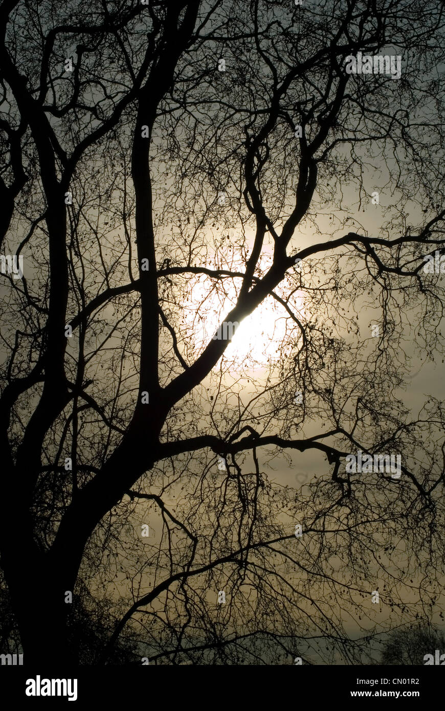 Back lighting tree hi-res stock photography and images - Alamy