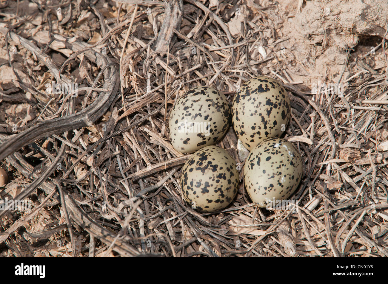 Plover nest with eggs, typically laid in simple ground depressed areas ...