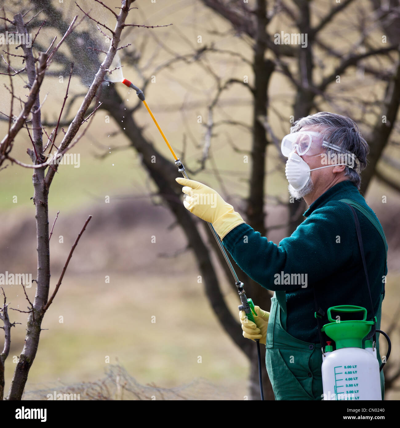 Using chemicals in the garden/orchard: gardener applying an insecticide ...
