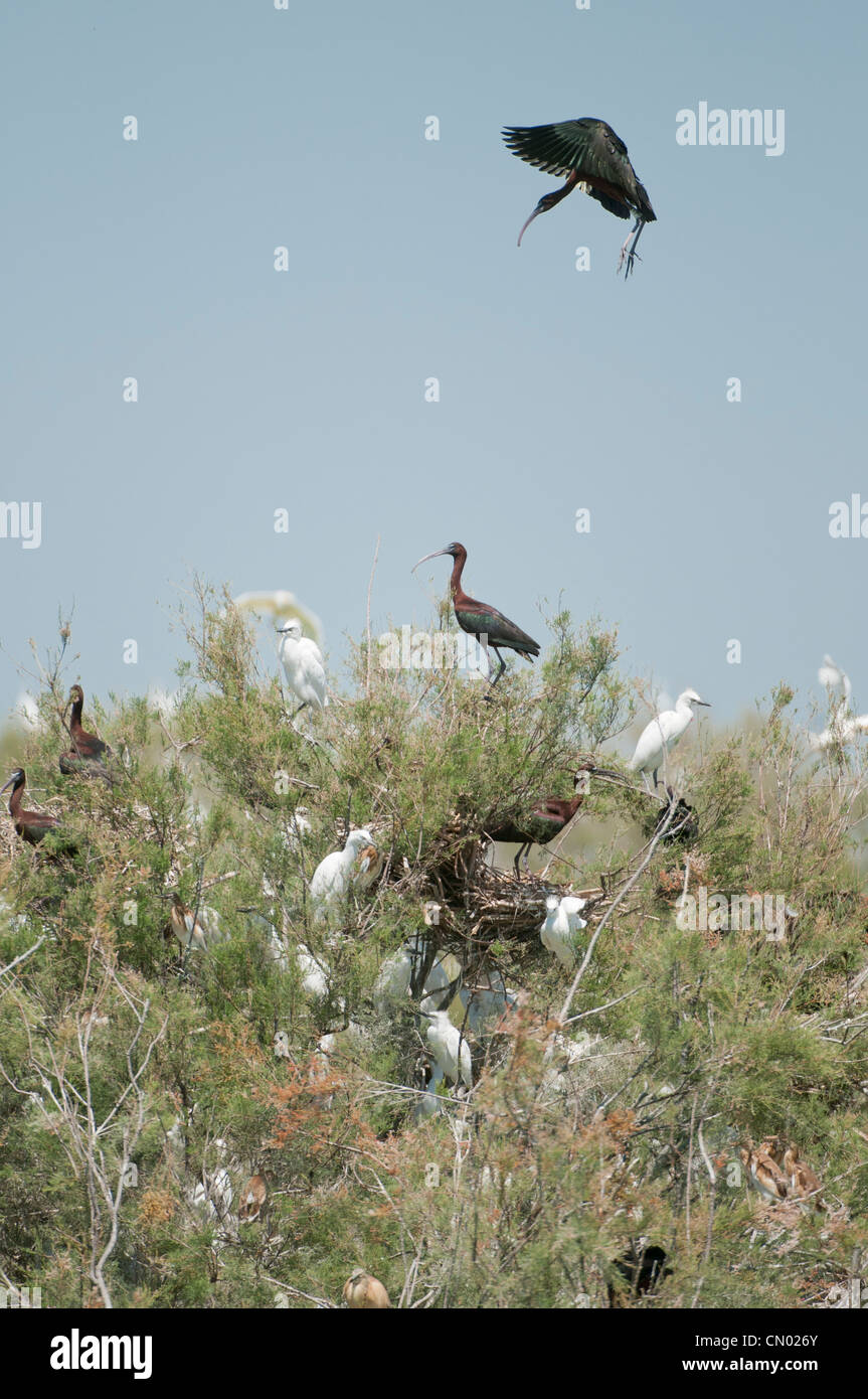 Collective tree nesting of several wetland bird species, Lucio de la ...