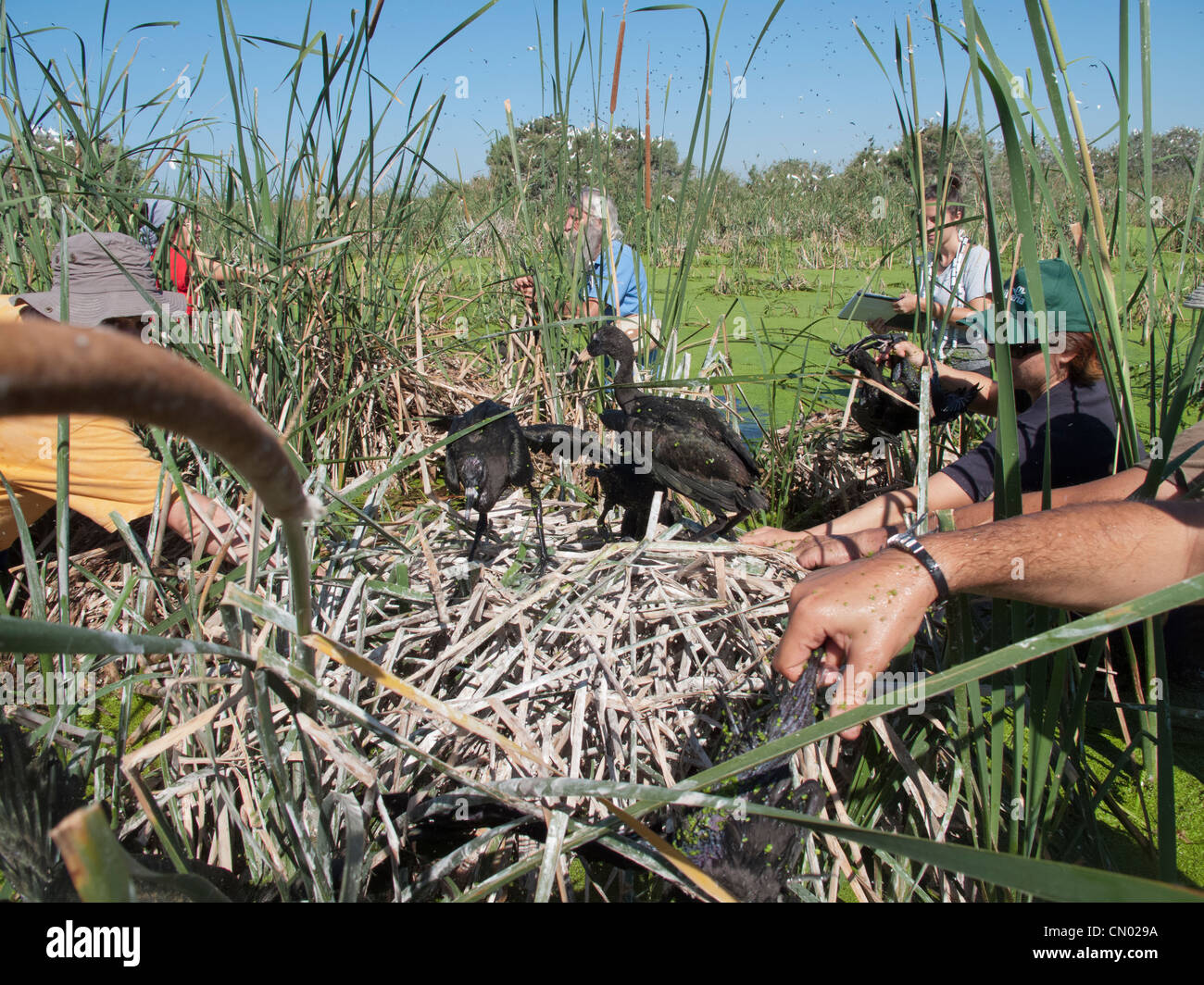 Ibis chick hi-res stock photography and images - Alamy