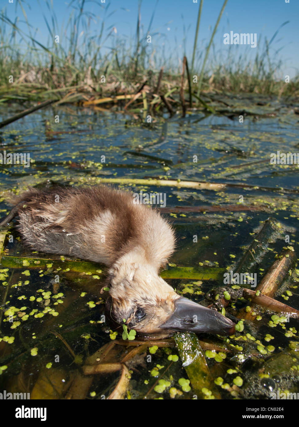 Dead chick in water of Oxyura sp. duck, Doñana, Spain Stock Photo - Alamy