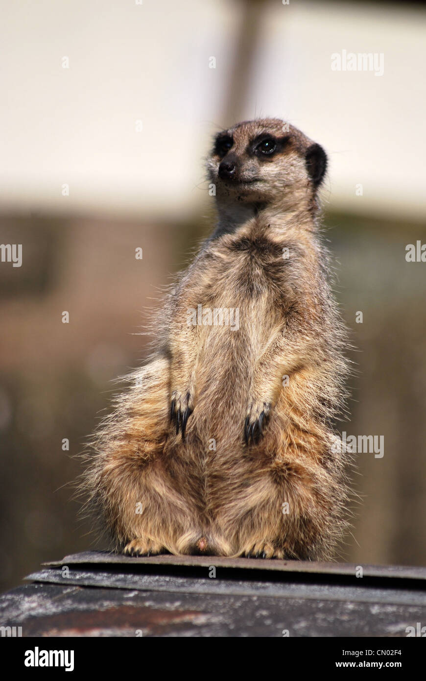 A meerkat keeps an eye out in Paignton Zoo, Devon Stock Photo - Alamy