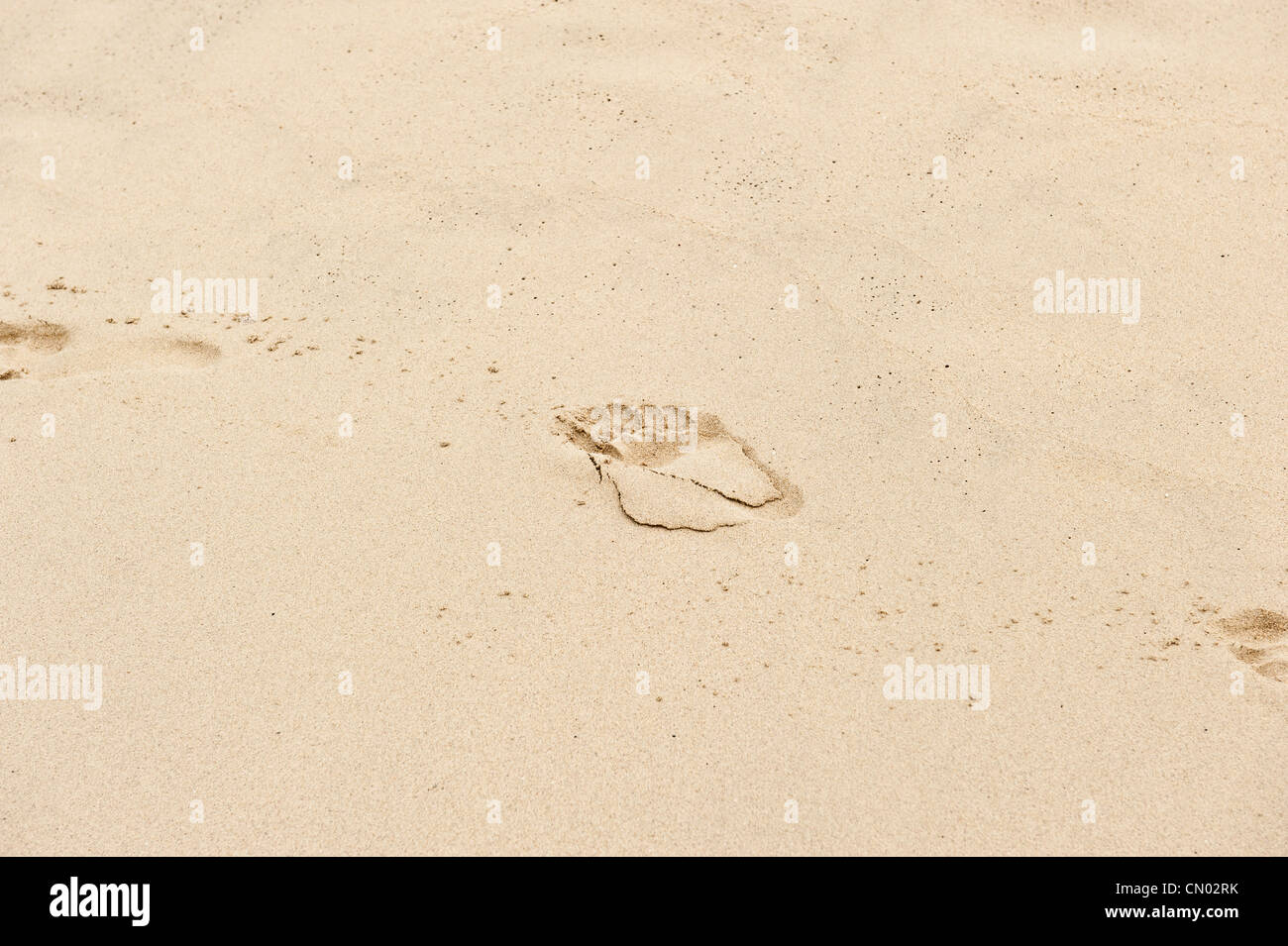 Focus on footprints hi-res stock photography and images - Alamy