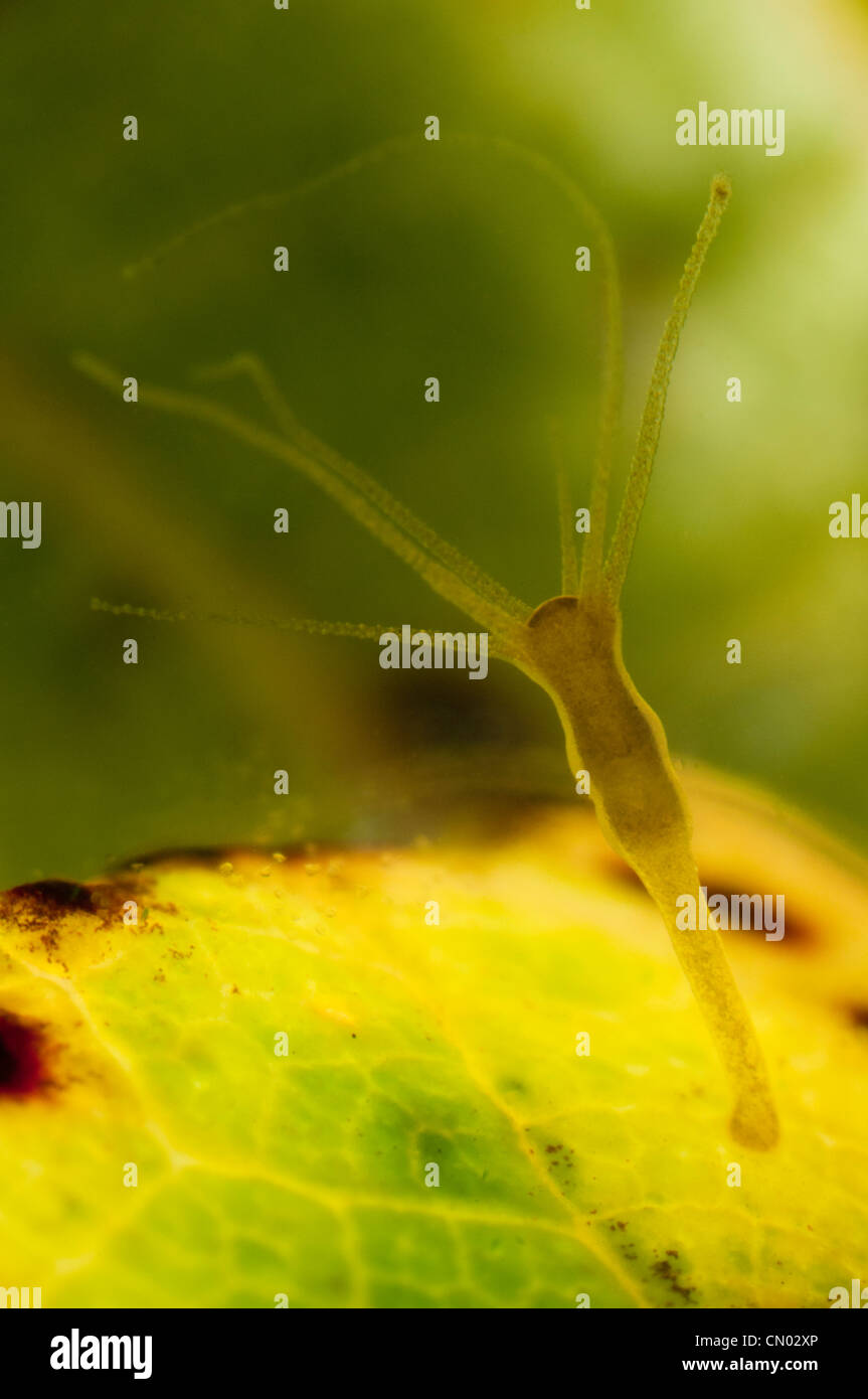 Individual of Hydra seen underwater. This is a freshwater member of the ...