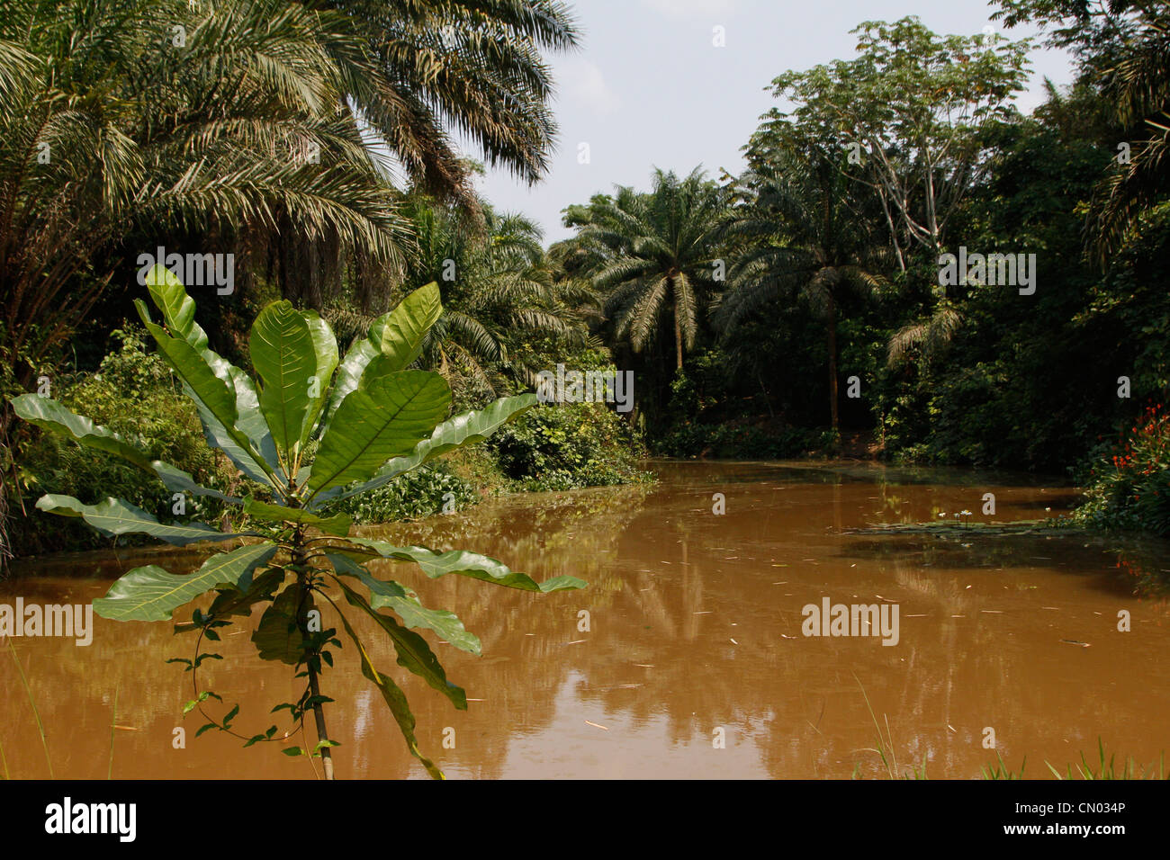 A river running through the Lola Ya Bonobo sanctuary park just outside ...