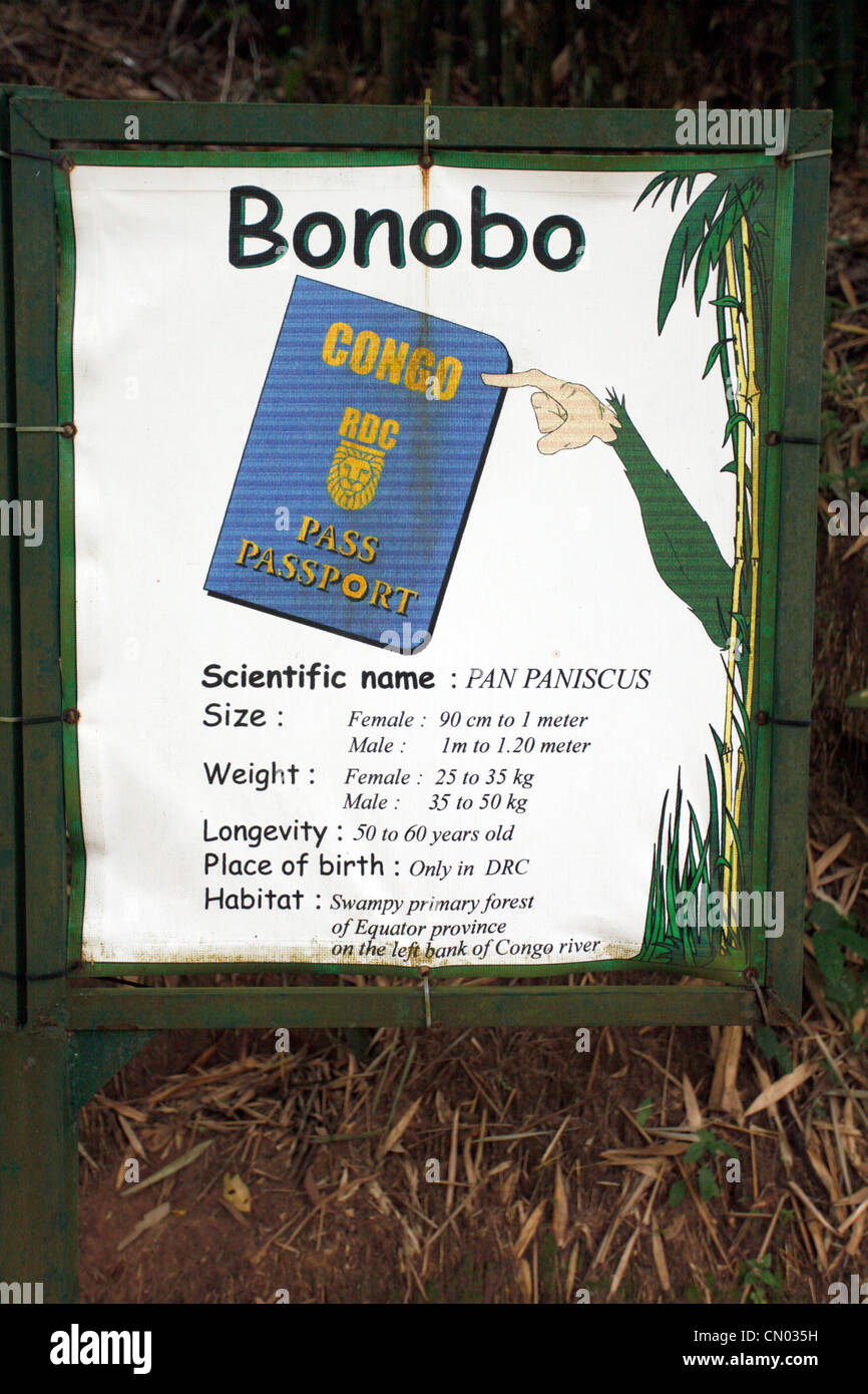 Information on the bonobo's at the Lola Ya bonobo sanctuary just ...