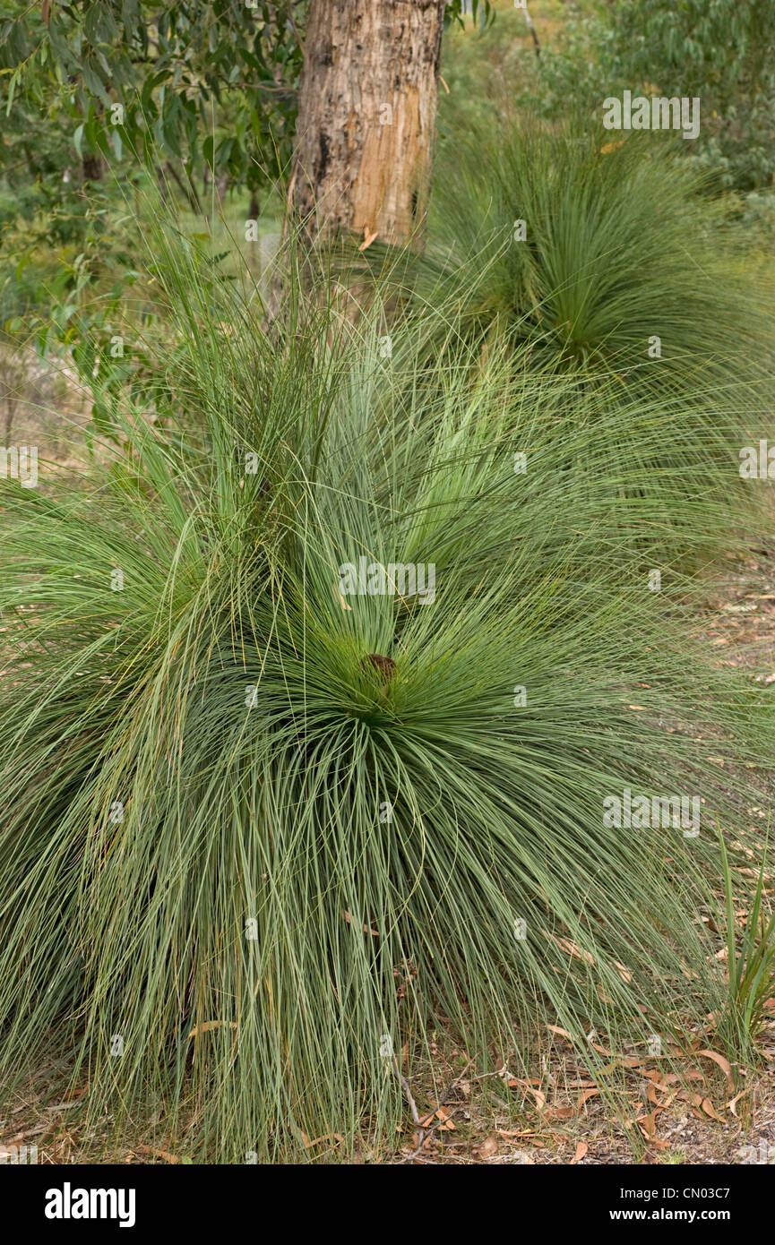 Xanthorrhoea High Resolution Stock Photography and Images - Alamy