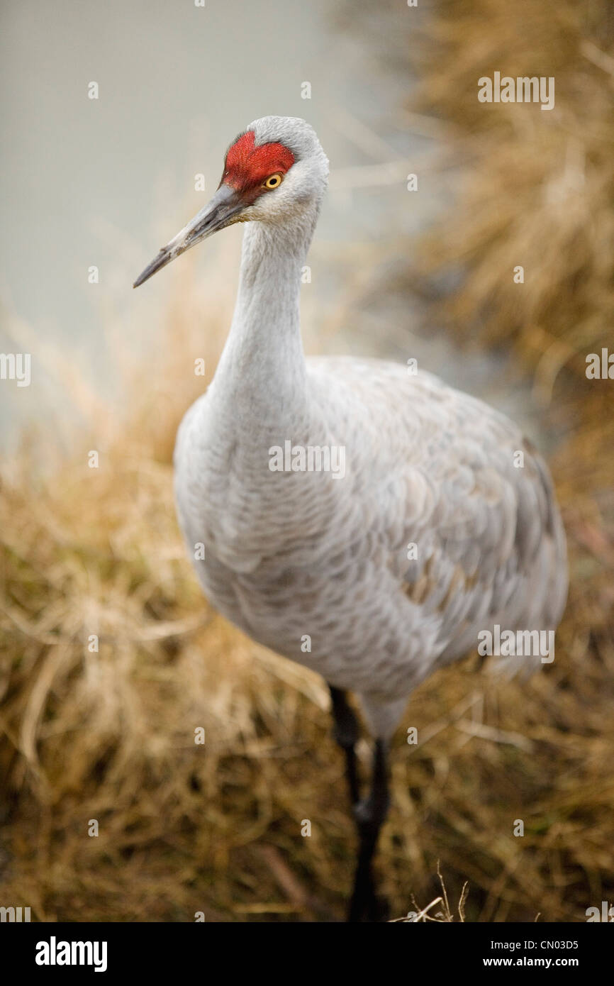 Sandhill Crane in Delta, British Columbia Stock Photo - Alamy