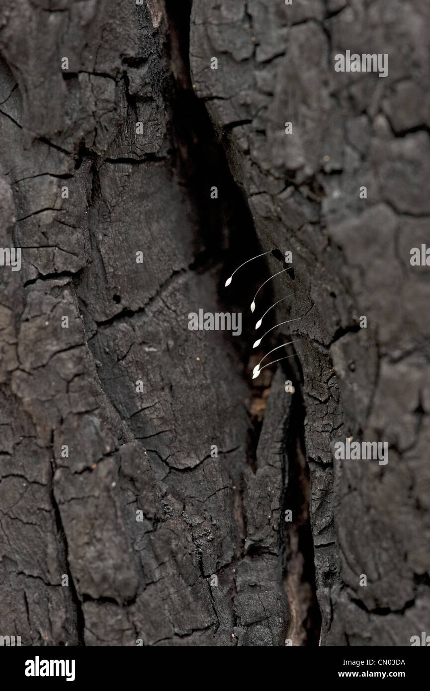 Stalked lacewing eggs on trunk of burnt tree Stock Photo - Alamy