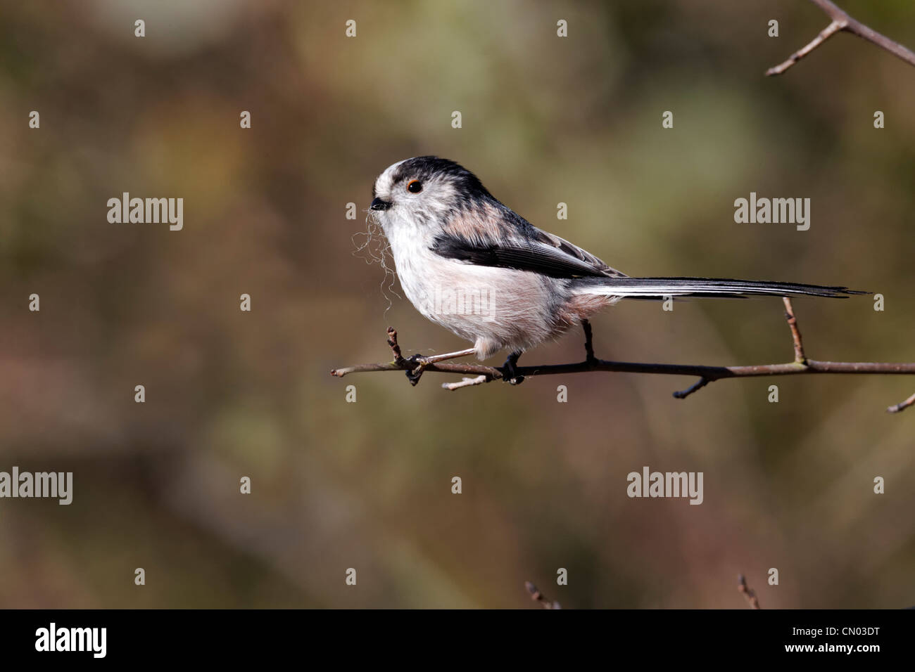 Long-tailed tit, Aegithalos caudatus, single bird collecting feathers ...