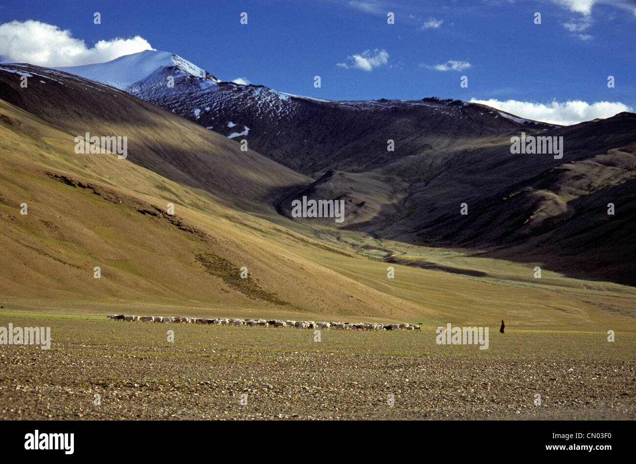 north india ladakh. lhe Stock Photo - Alamy