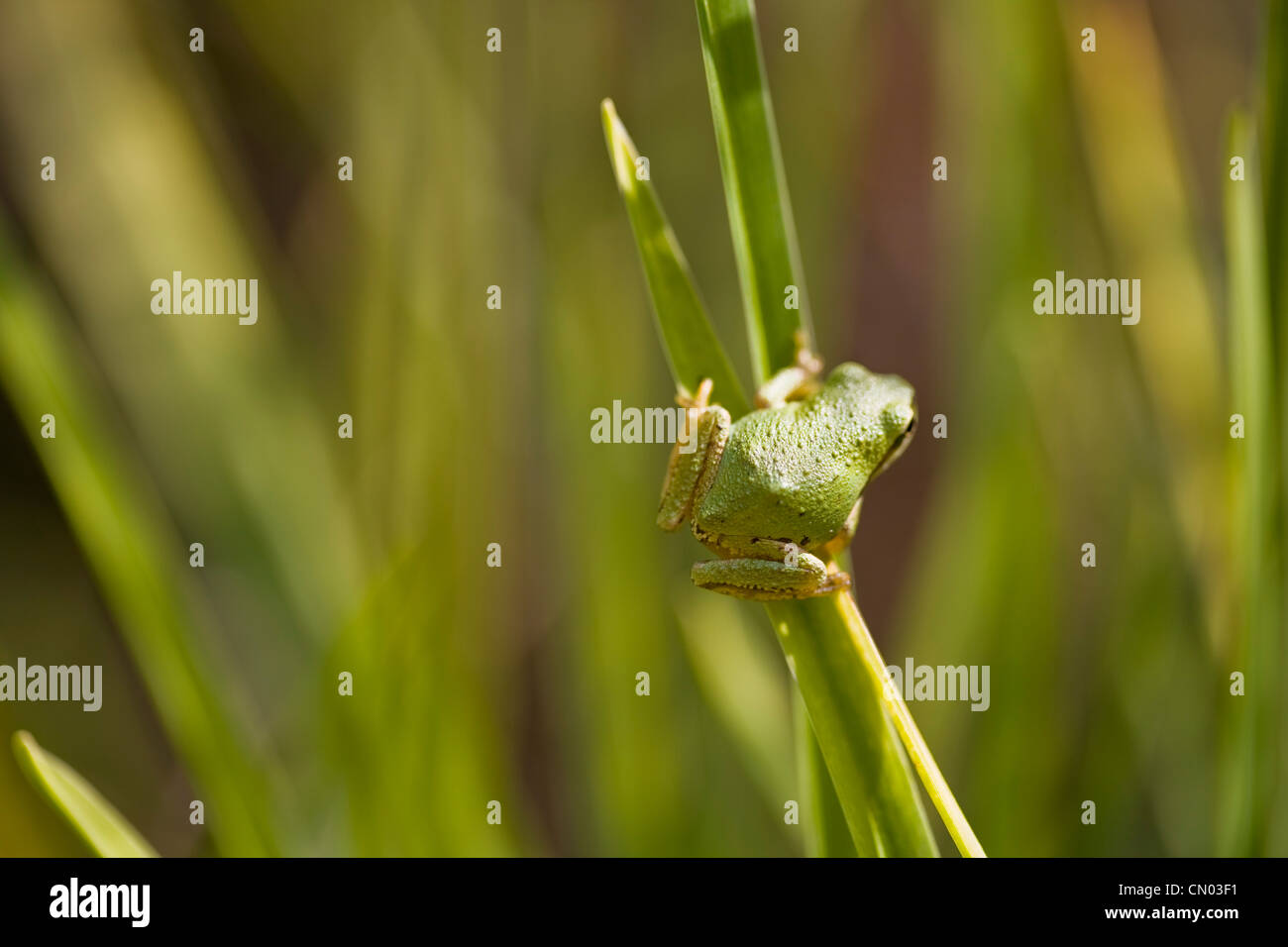 Hyla regilla hi-res stock photography and images - Alamy