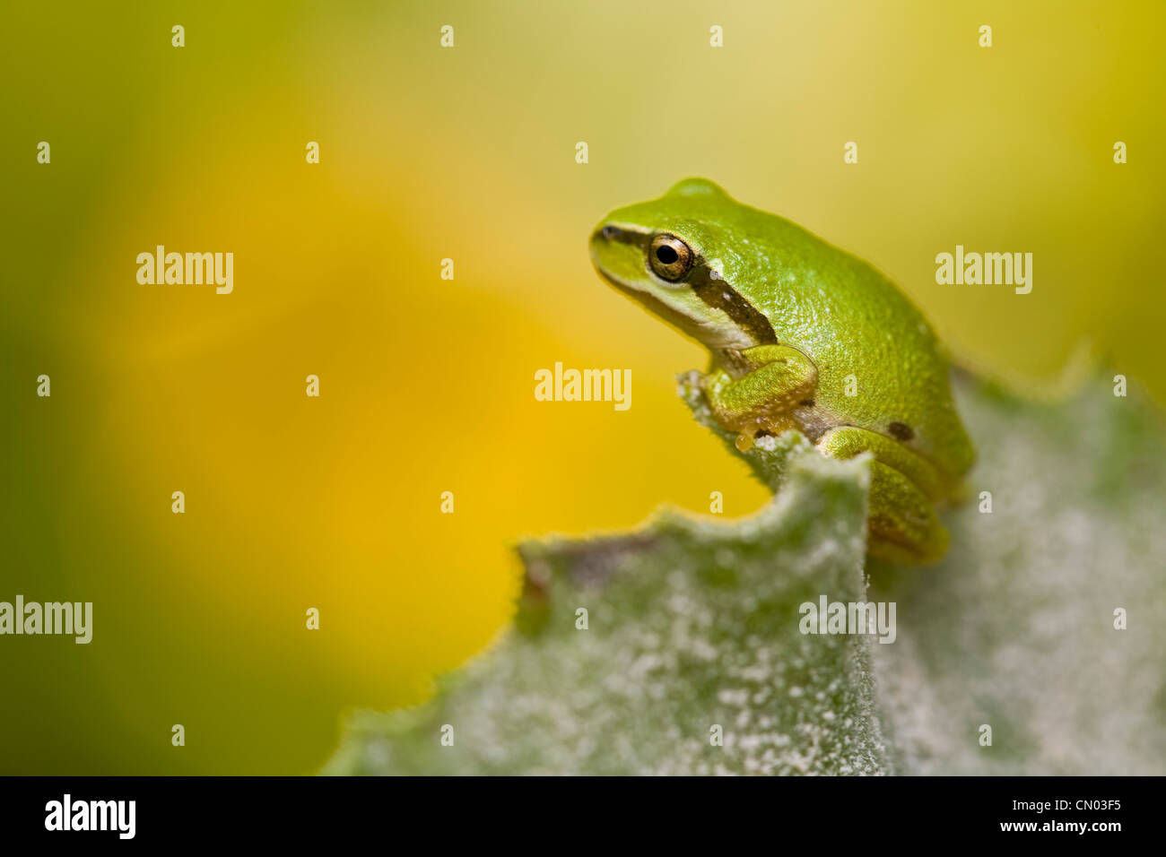 Pacific Treefrog (Hyla regilla), British Columbia Stock Photo - Alamy