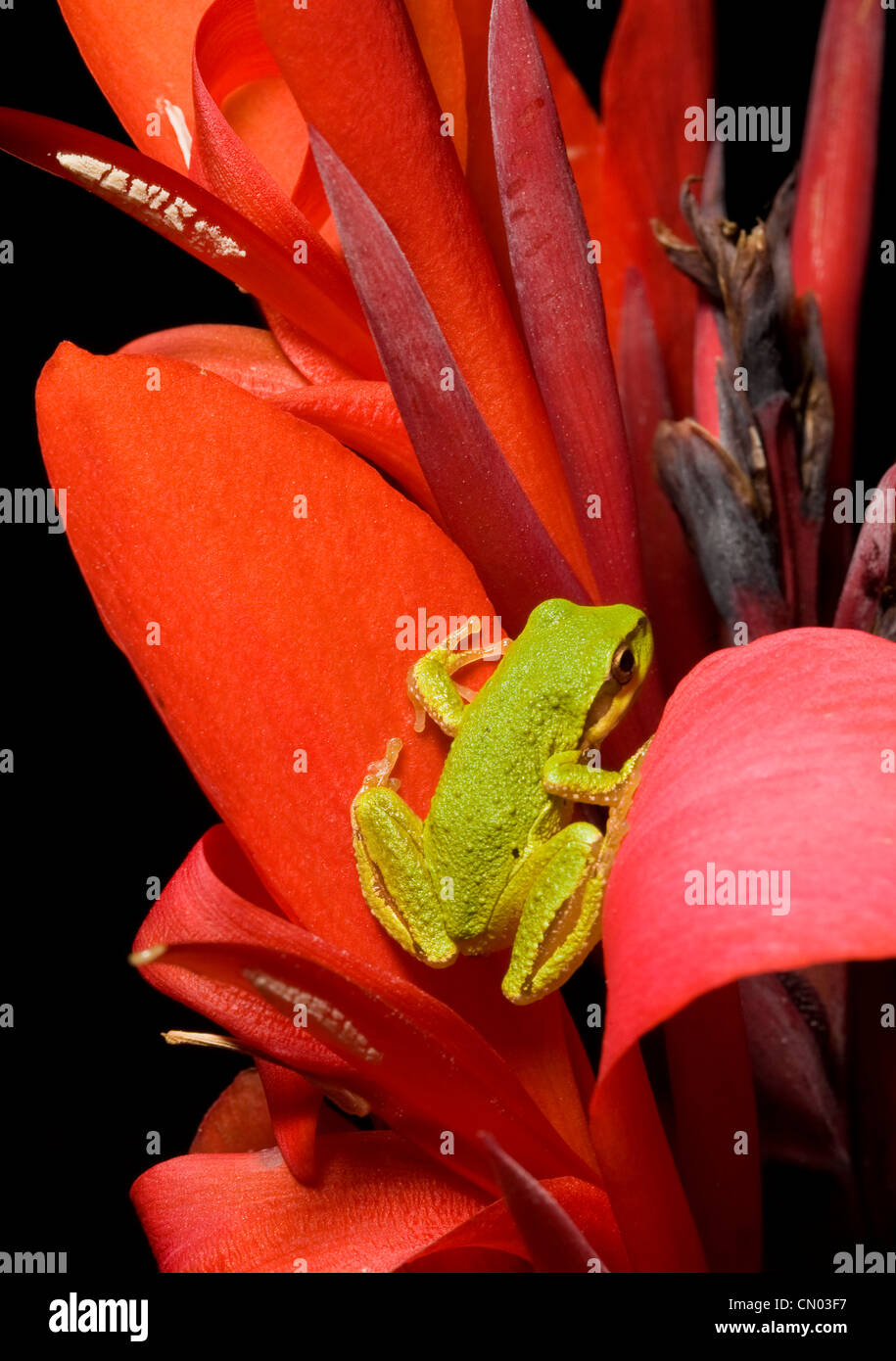 Pacific tree frog hyla regilla hi-res stock photography and images - Alamy